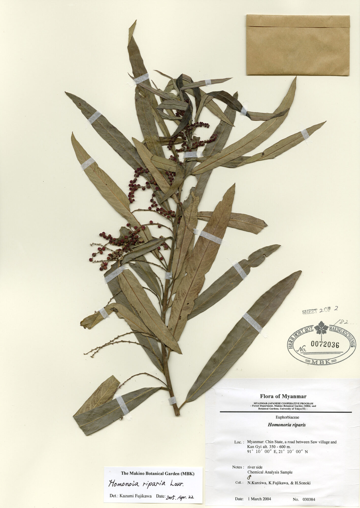 Homonoia riparia Lour. | Myanmar Vascular Plants Database