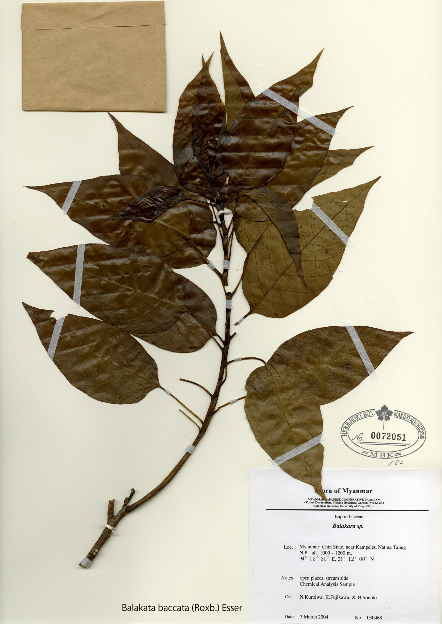 Balakata baccata (Roxb.) Esser | Myanmar Vascular Plants Database