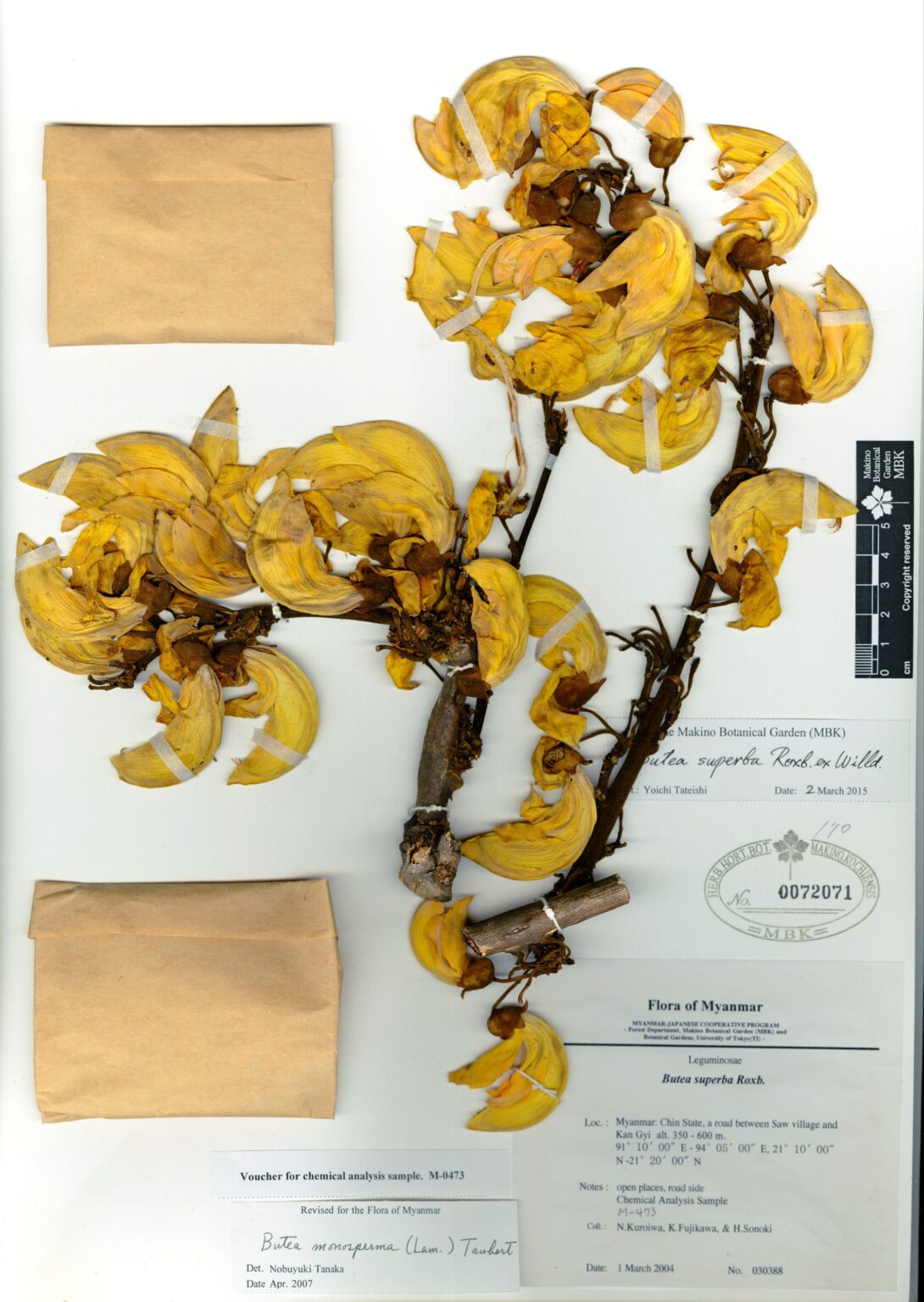 Butea superba Roxb. ex Willd. | Myanmar Vascular Plants Database