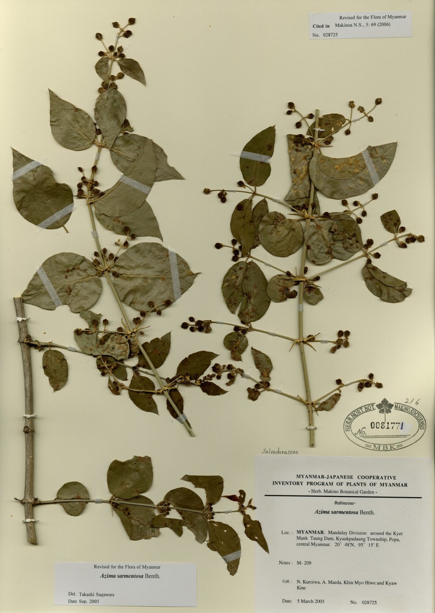 Azima sarmentosa Benth. | Myanmar Vascular Plants Database