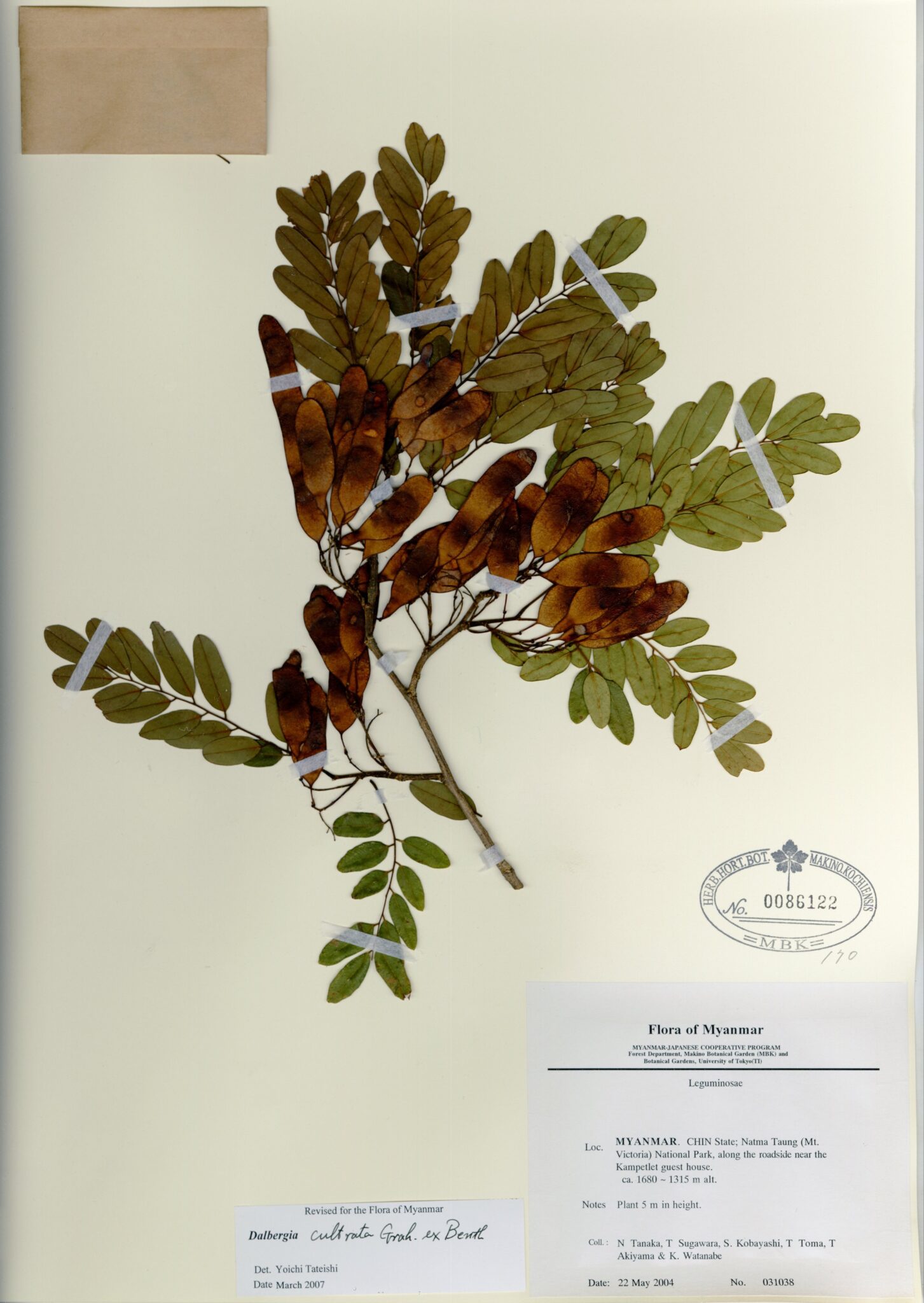 Dalbergia cultrata Grah. ex Benth. | Myanmar Vascular Plants Database