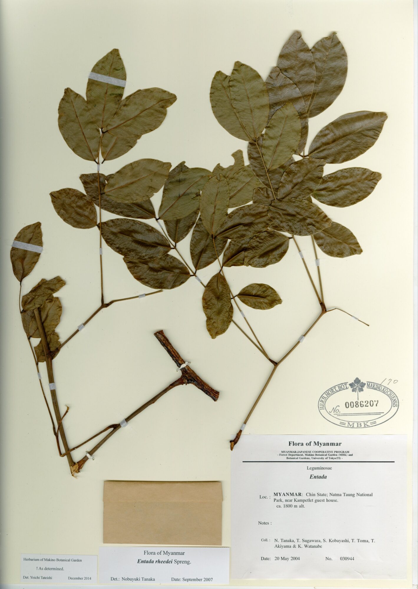 Entada rheedei Spreng. | Myanmar Vascular Plants Database