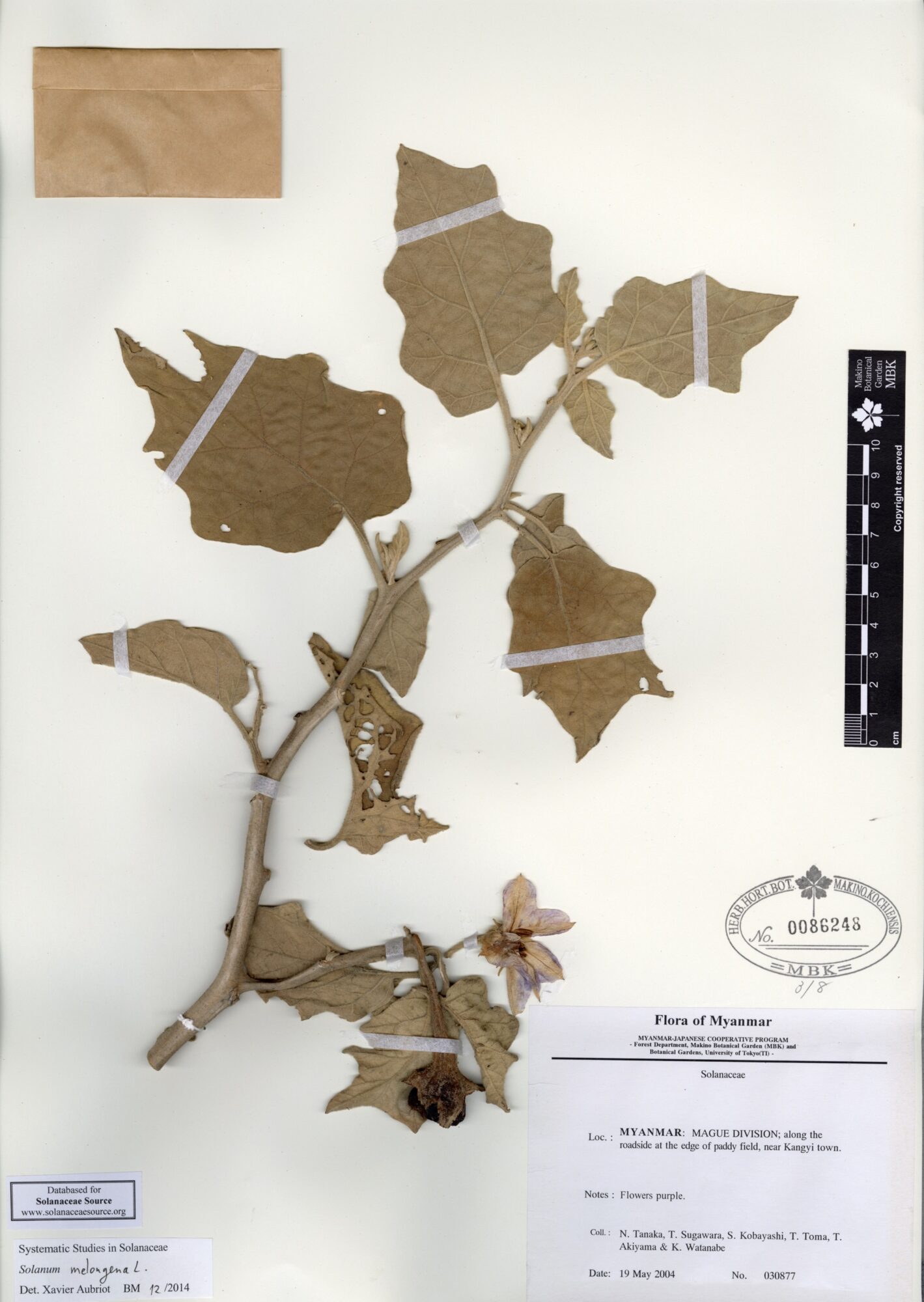 Solanum melongena L. | Myanmar Vascular Plants Database