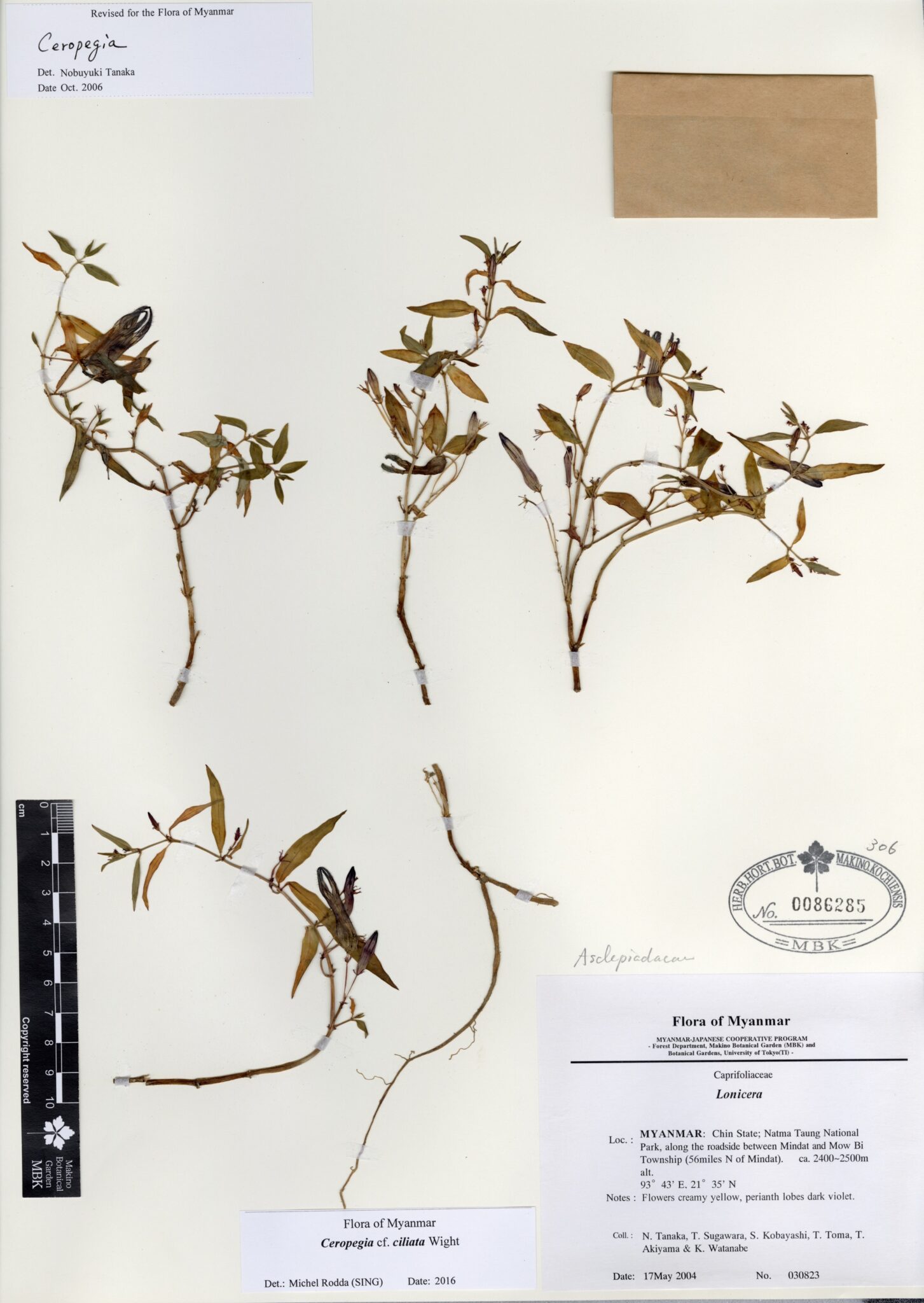 Ceropegia cf. ciliata | Myanmar Vascular Plants Database