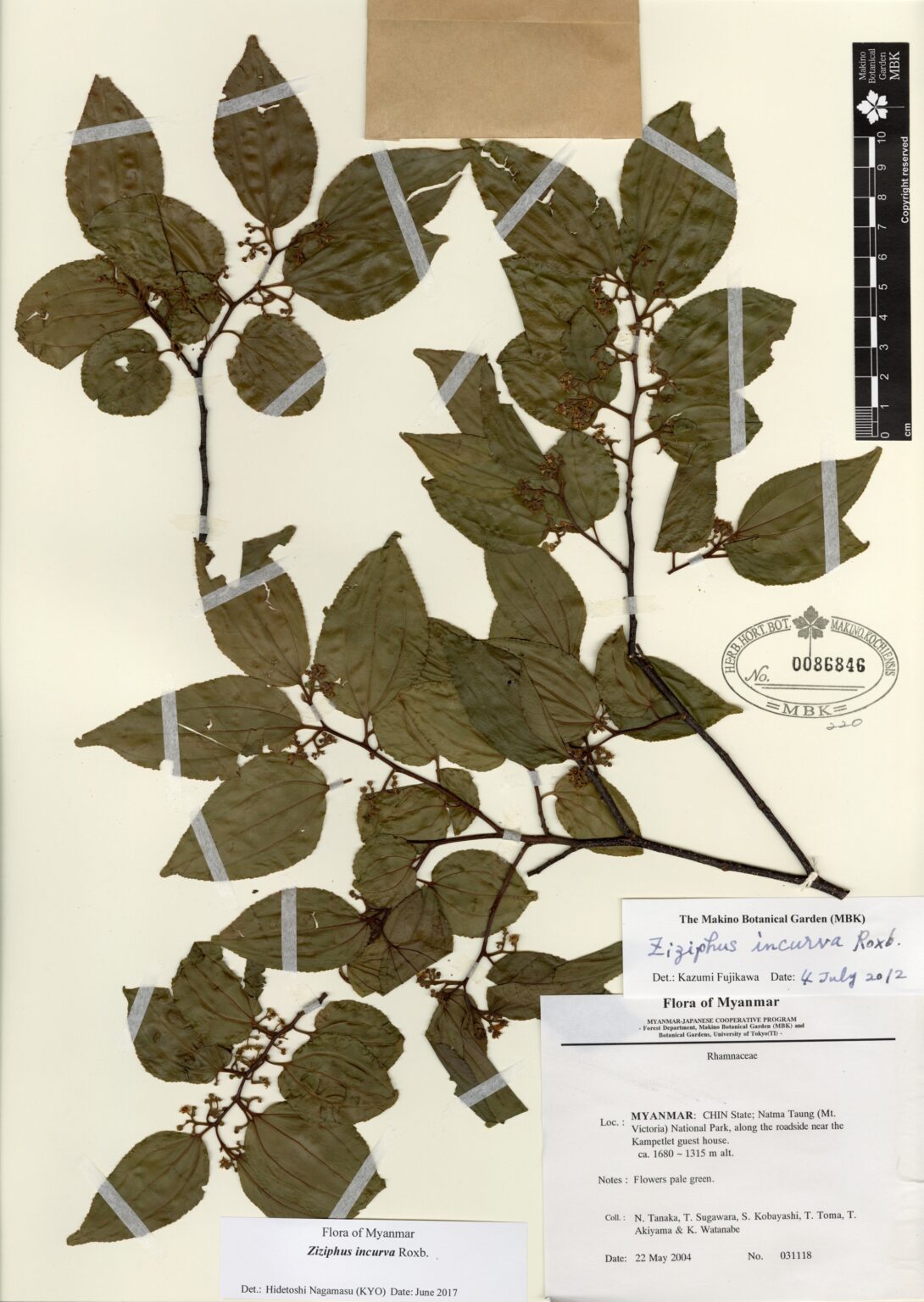 Ziziphus incurva Roxb. | Myanmar Vascular Plants Database