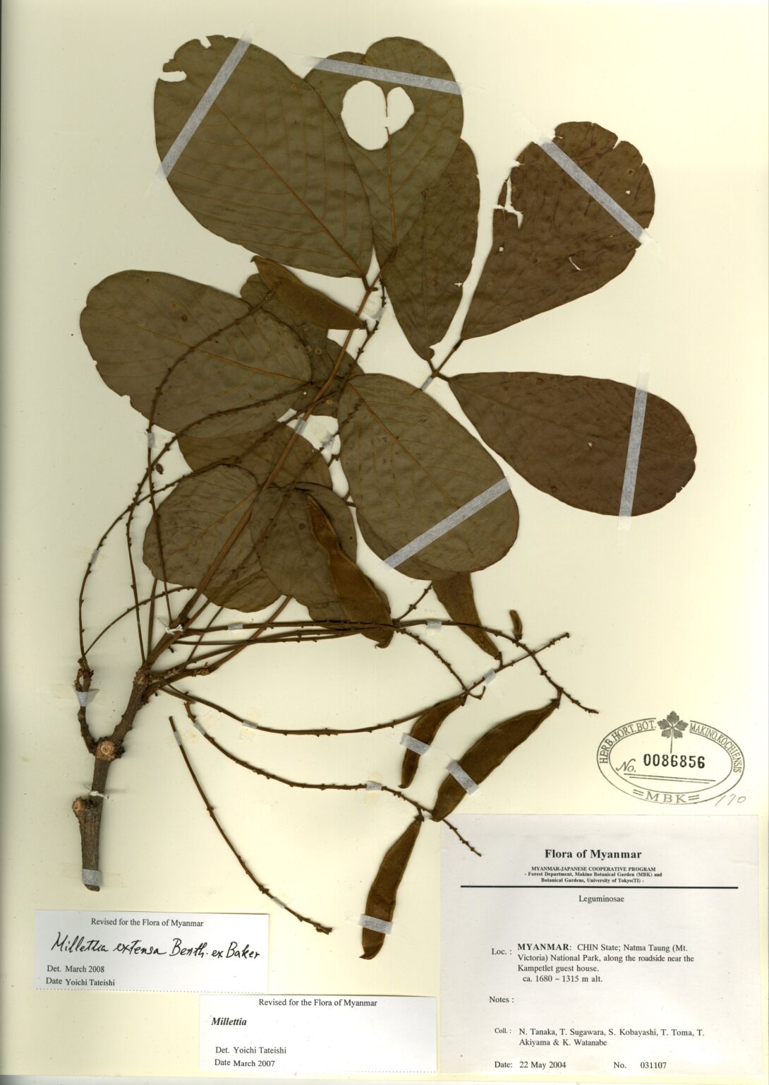 Millettia extensa Benth. ex Baker | Myanmar Vascular Plants Database