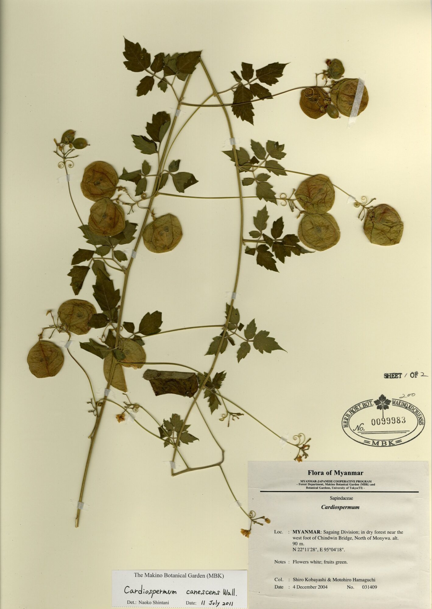 Cardiospermum canescens Wall. | Myanmar Vascular Plants Database