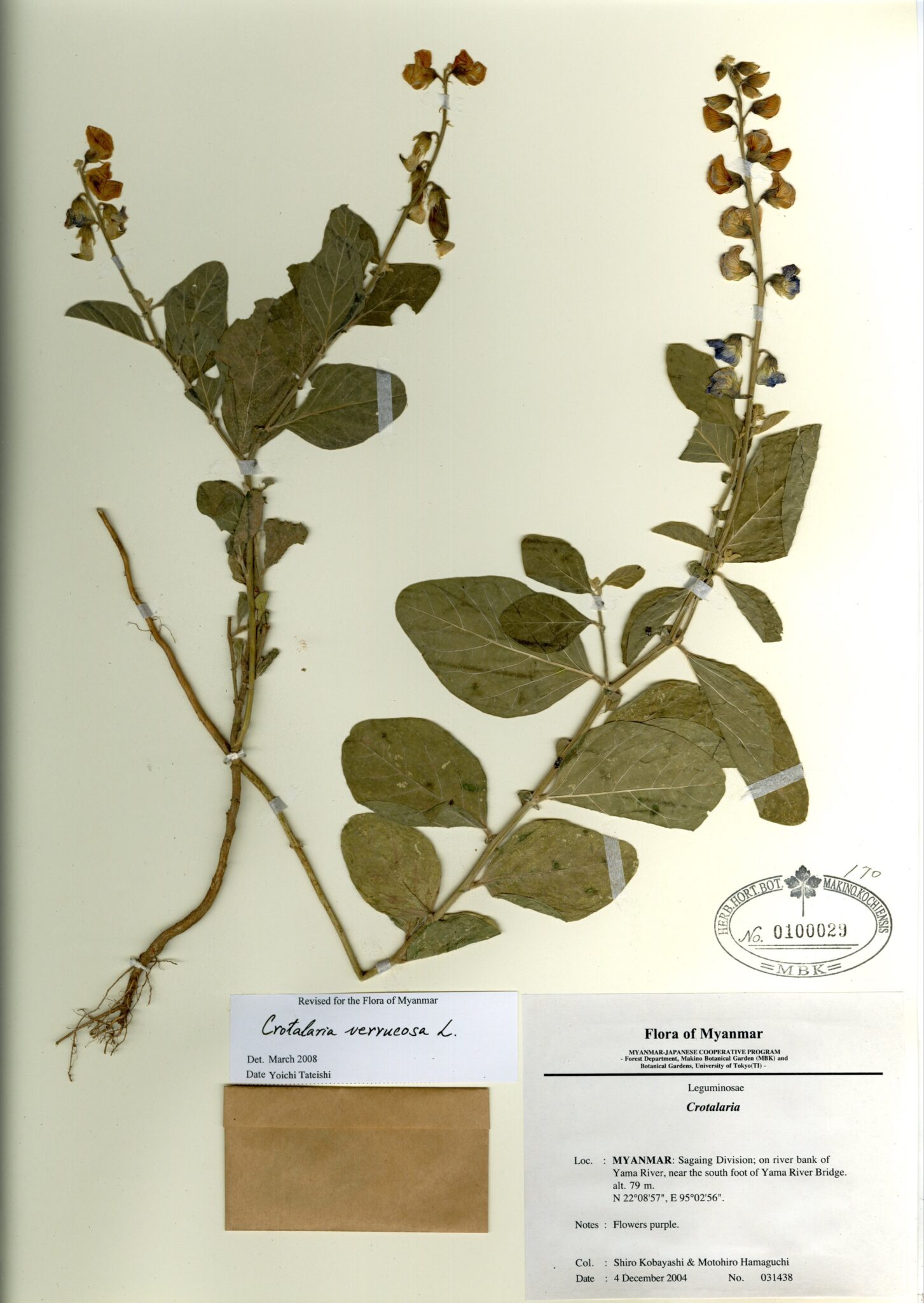 Crotalaria verrucosa L. | Myanmar Vascular Plants Database