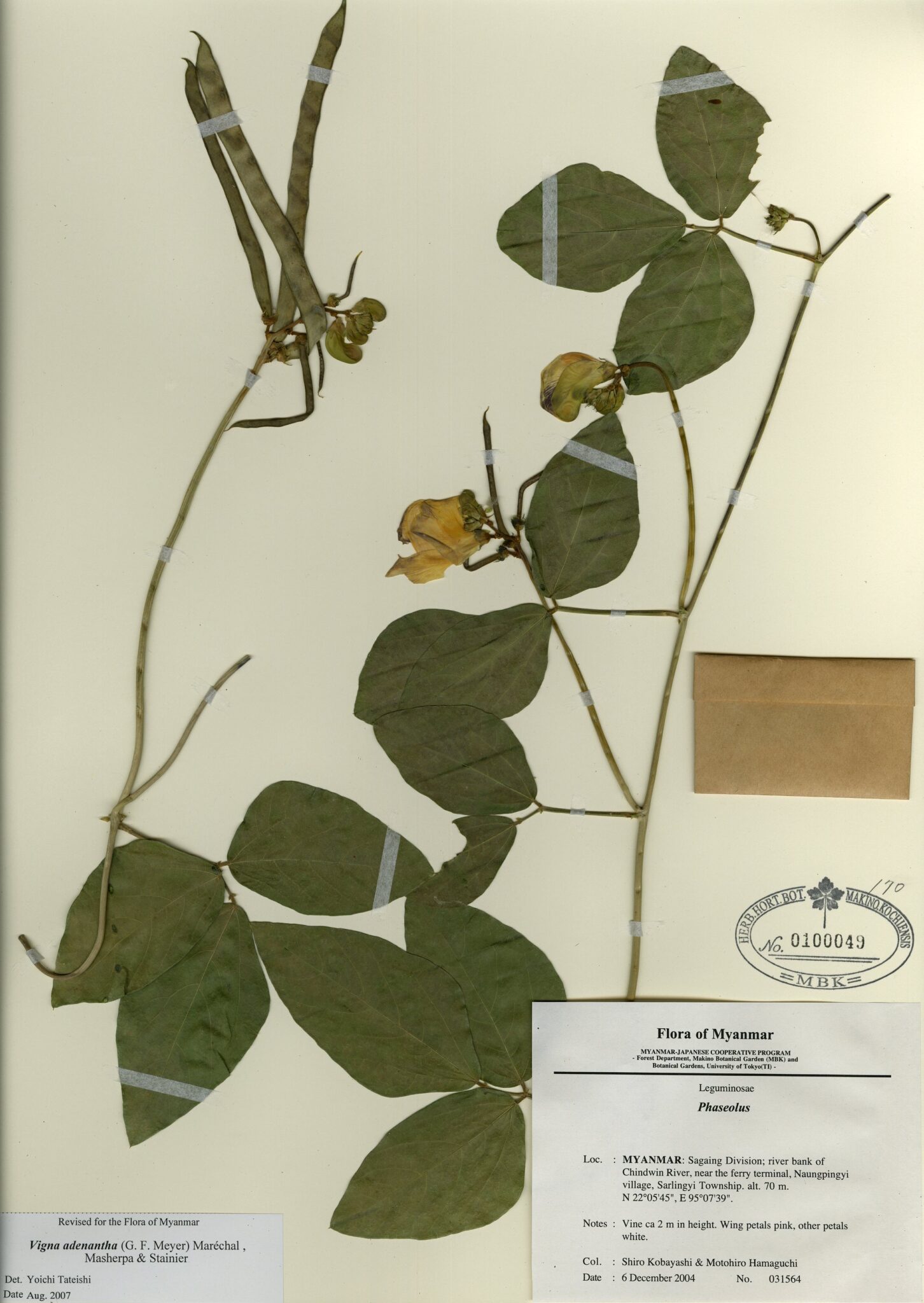 Vigna adenantha (G.F. Meyer) Maréchal, Masherpa & Stainier | Myanmar ...