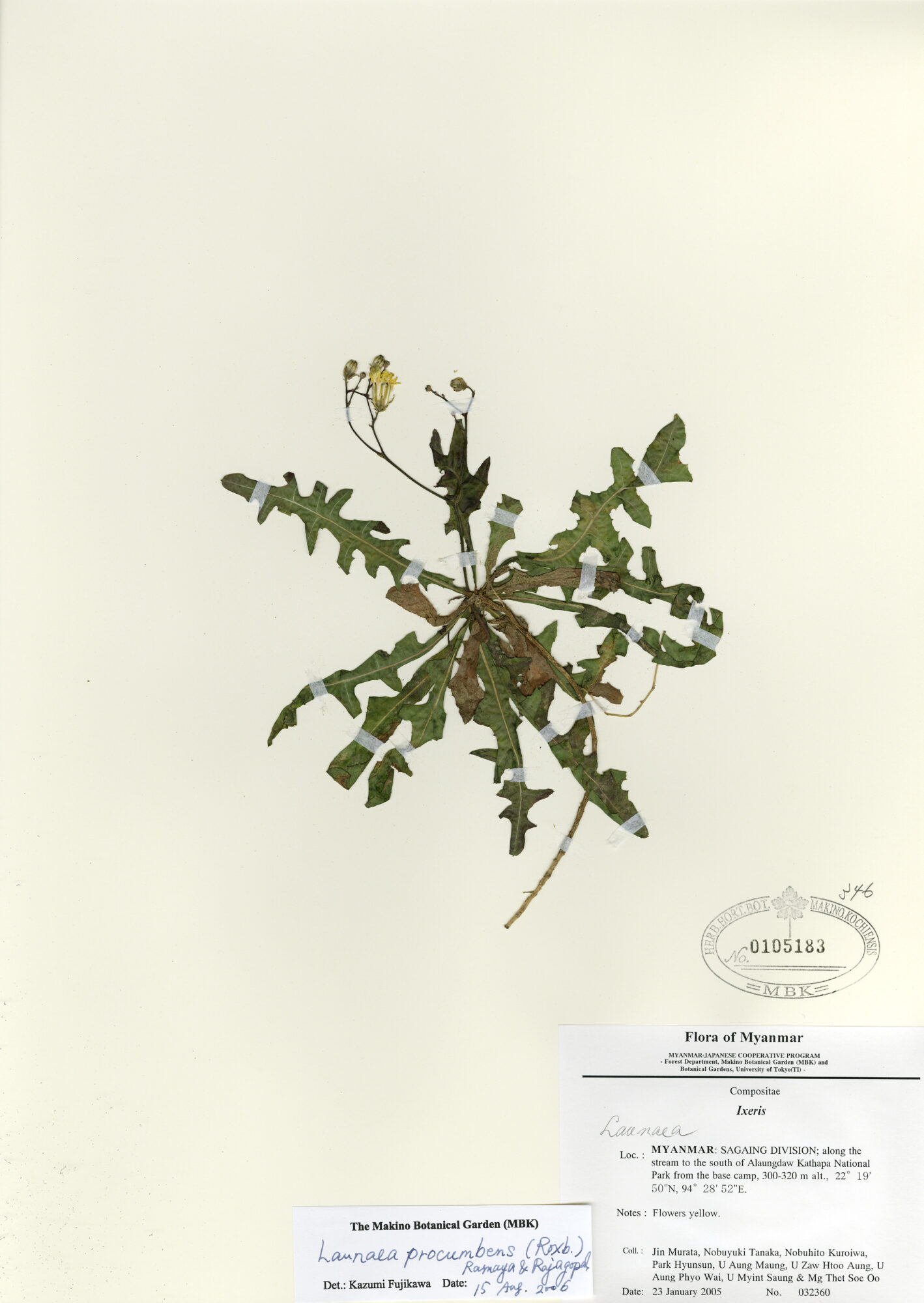 Launaea procumbens (Roxb.) Ramaya & Rajagopal | Myanmar Vascular Plants ...