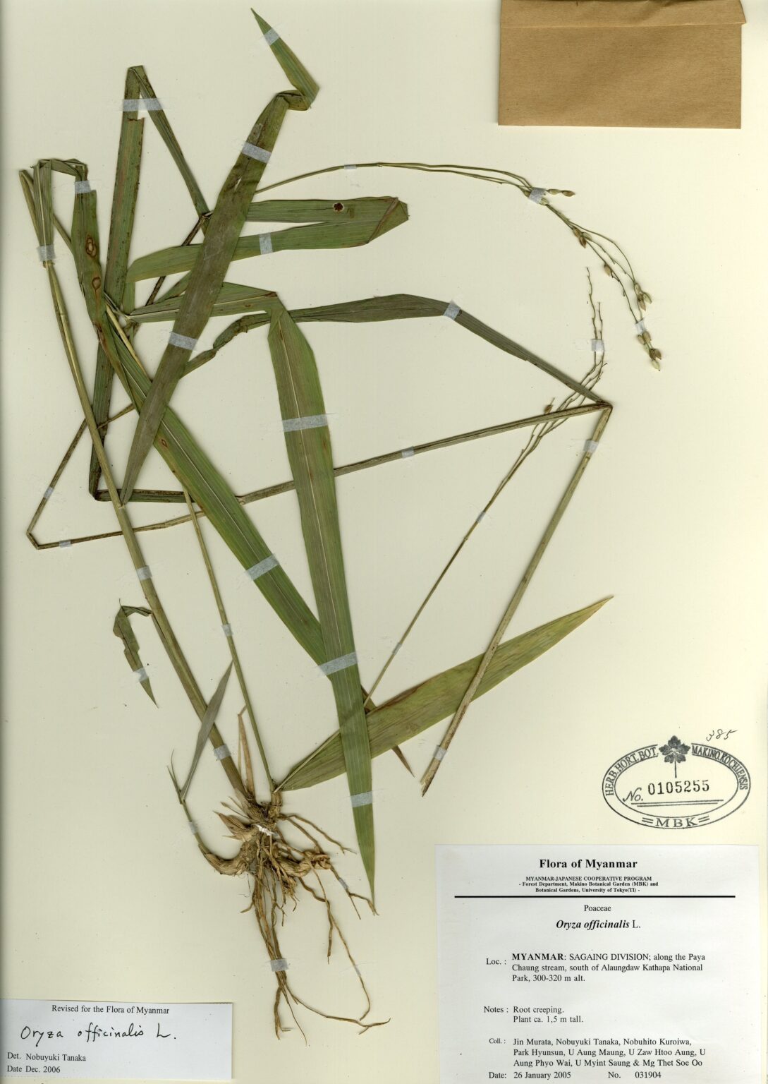 Oryza officinalis L. | Myanmar Vascular Plants Database