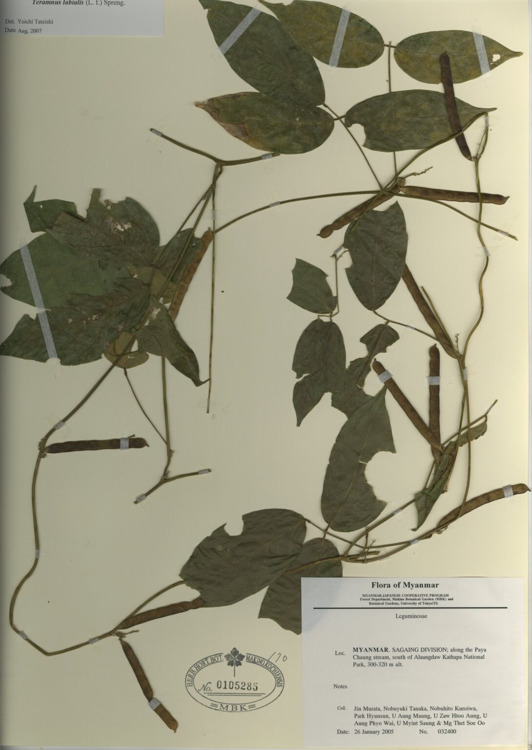Teramnus labialis (L. f.) Spreng. | Myanmar Vascular Plants Database