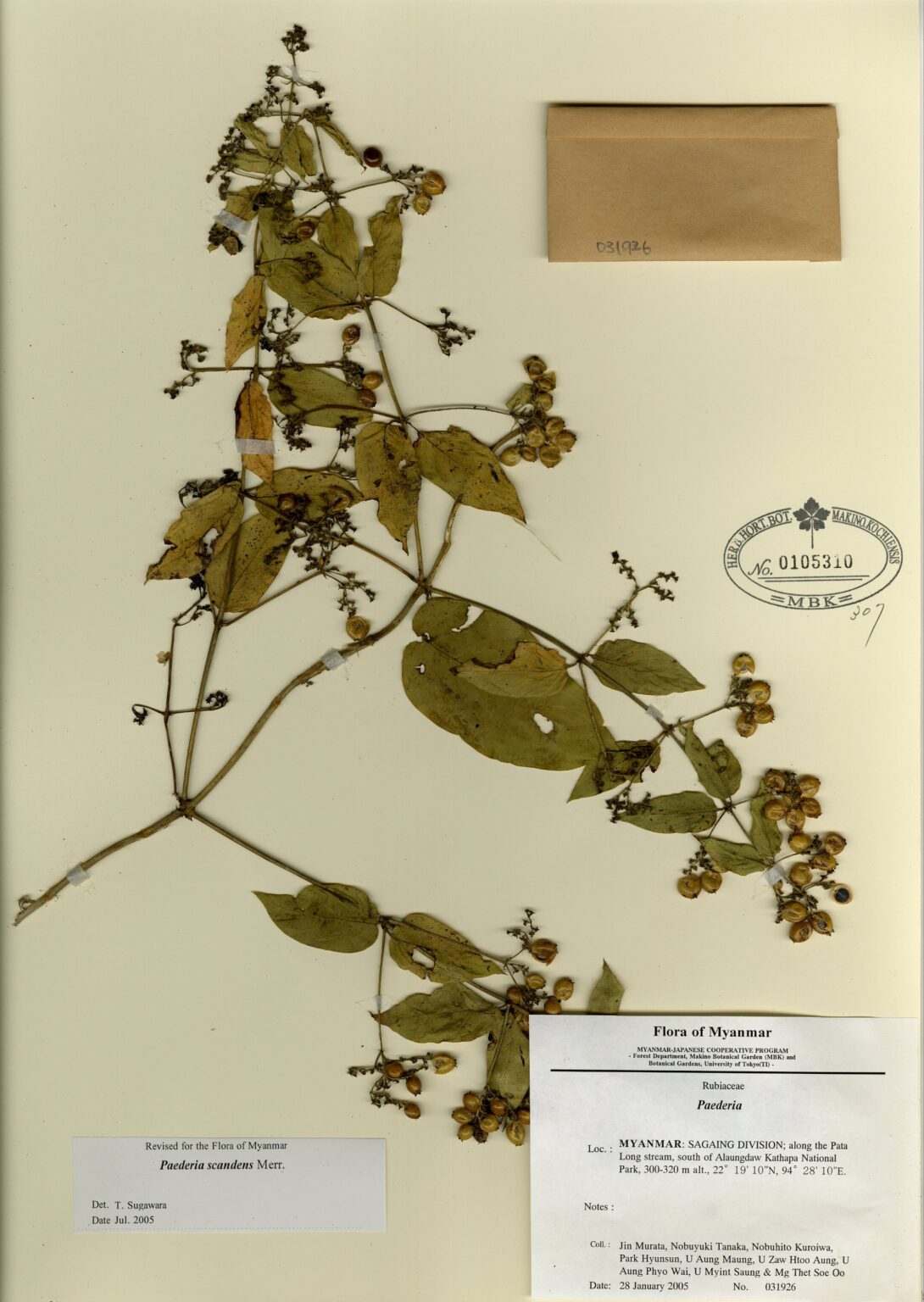 Paederia scandens Merr. | Myanmar Vascular Plants Database