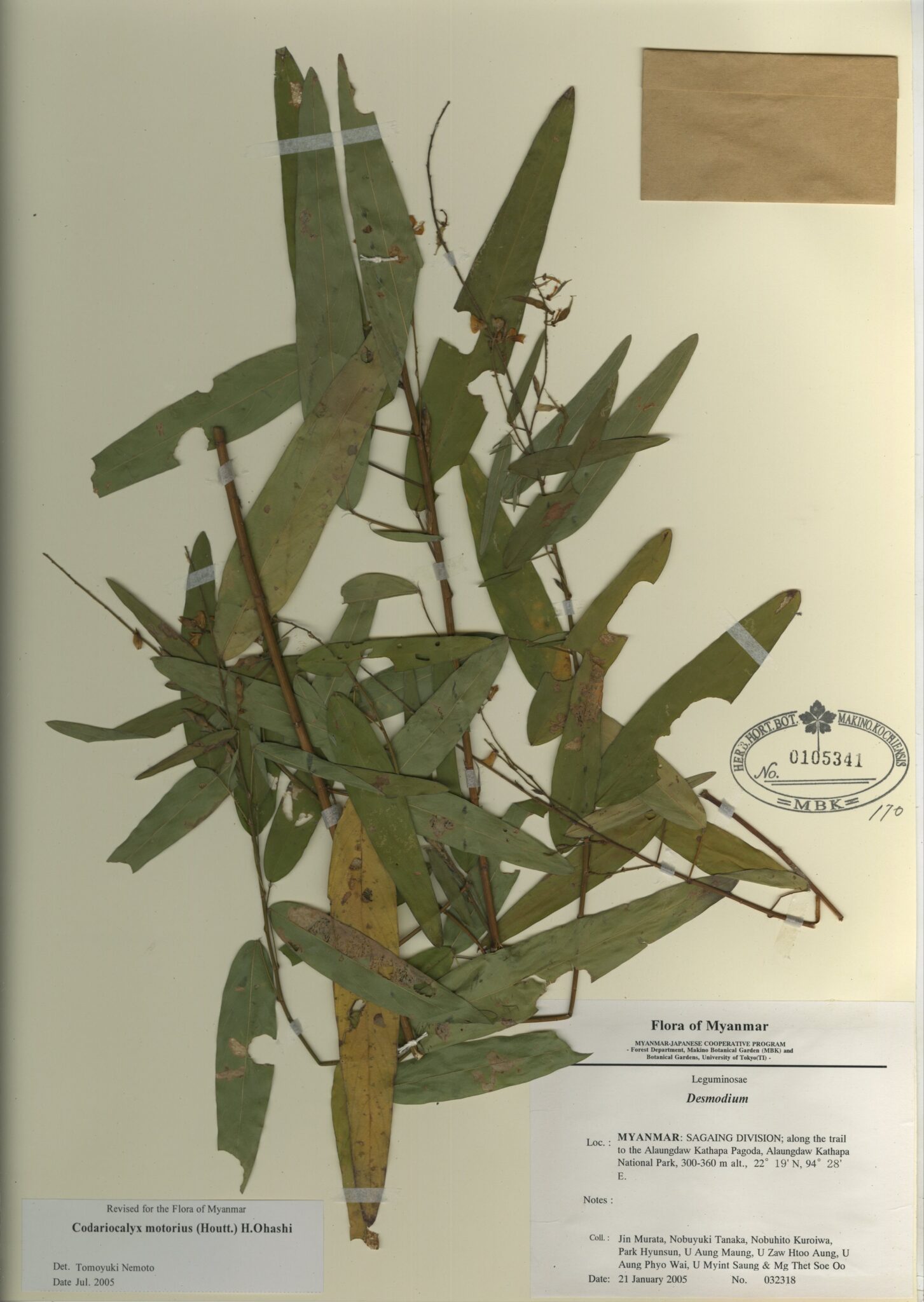 Codariocalyx motorius (Houtt.) H. Ohashi | Myanmar Vascular Plants Database
