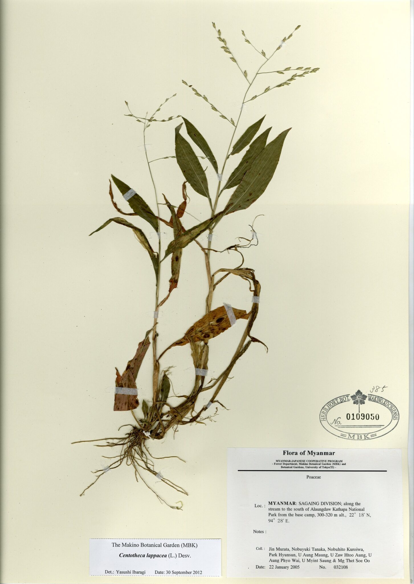 Centotheca lappacea (L.) Desv. | Myanmar Vascular Plants Database