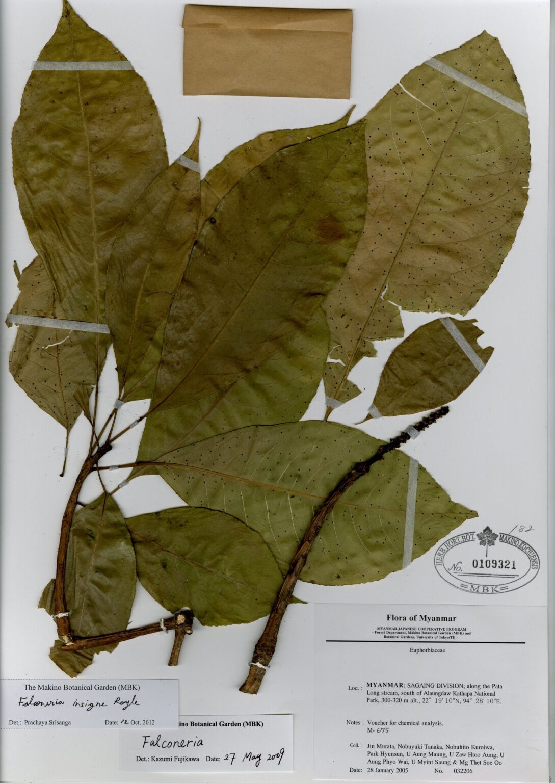 Falconeria insignis Royle | Myanmar Vascular Plants Database