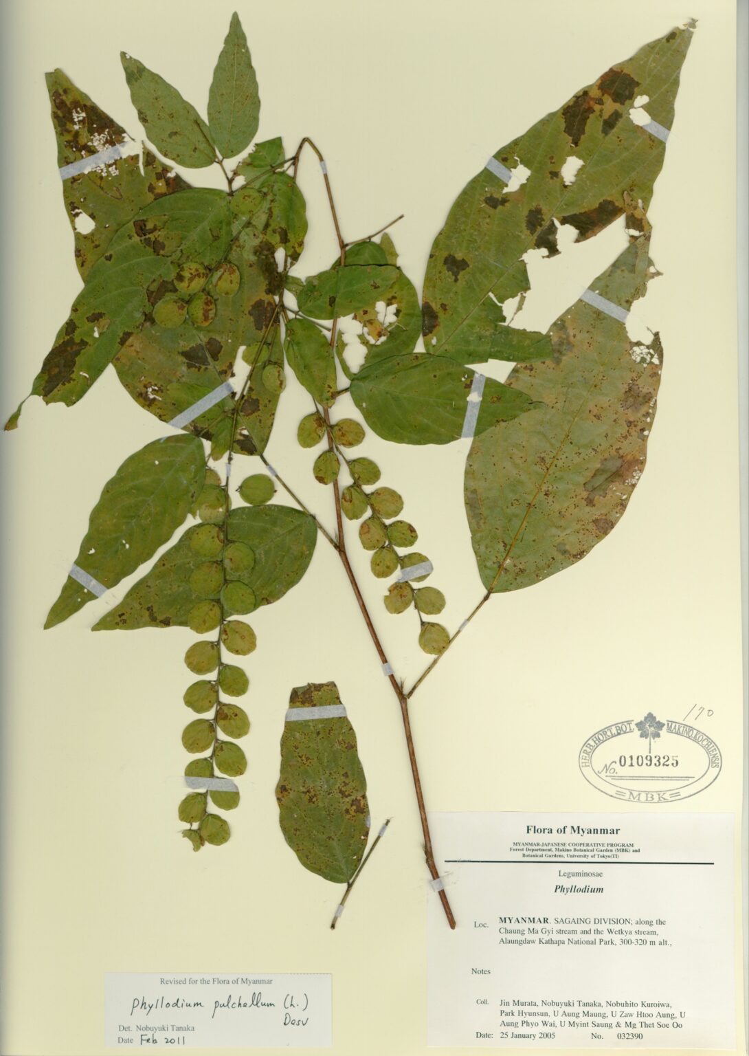 Phyllodium pulchellum (L.) Desv. | Myanmar Vascular Plants Database