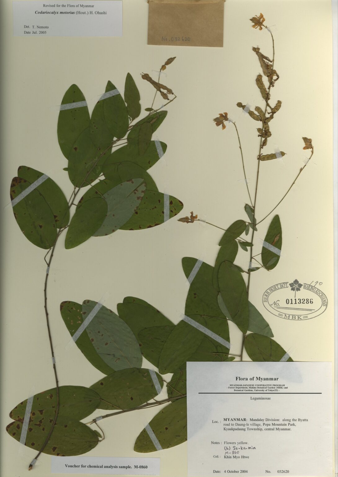 Codariocalyx motorius (Houtt.) H. Ohashi | Myanmar Vascular Plants Database