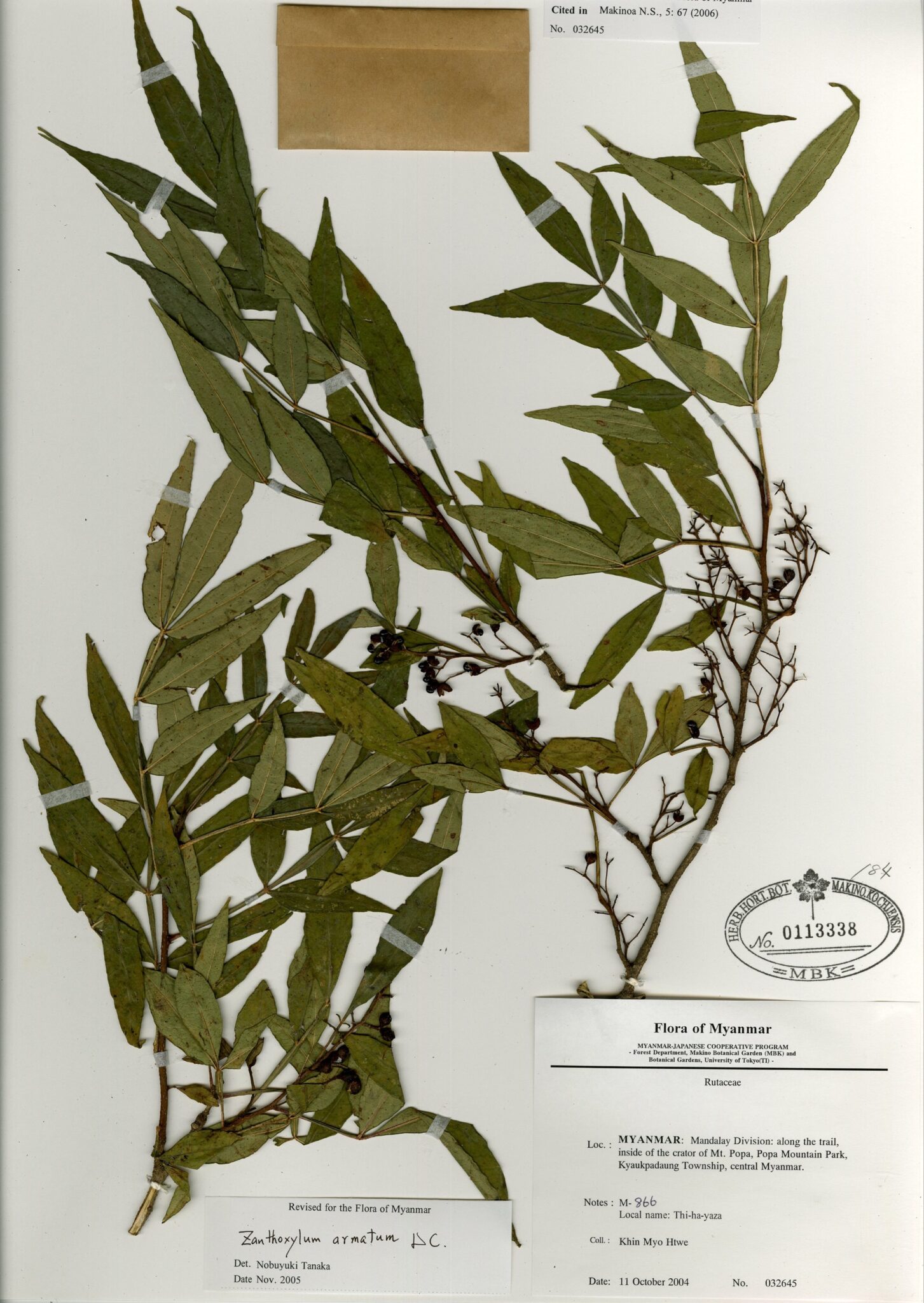 Zanthoxylum armatum DC. | Myanmar Vascular Plants Database