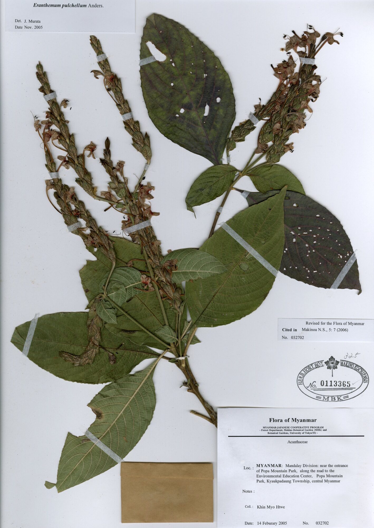 Eranthemum pulchellum Andrews | Myanmar Vascular Plants Database