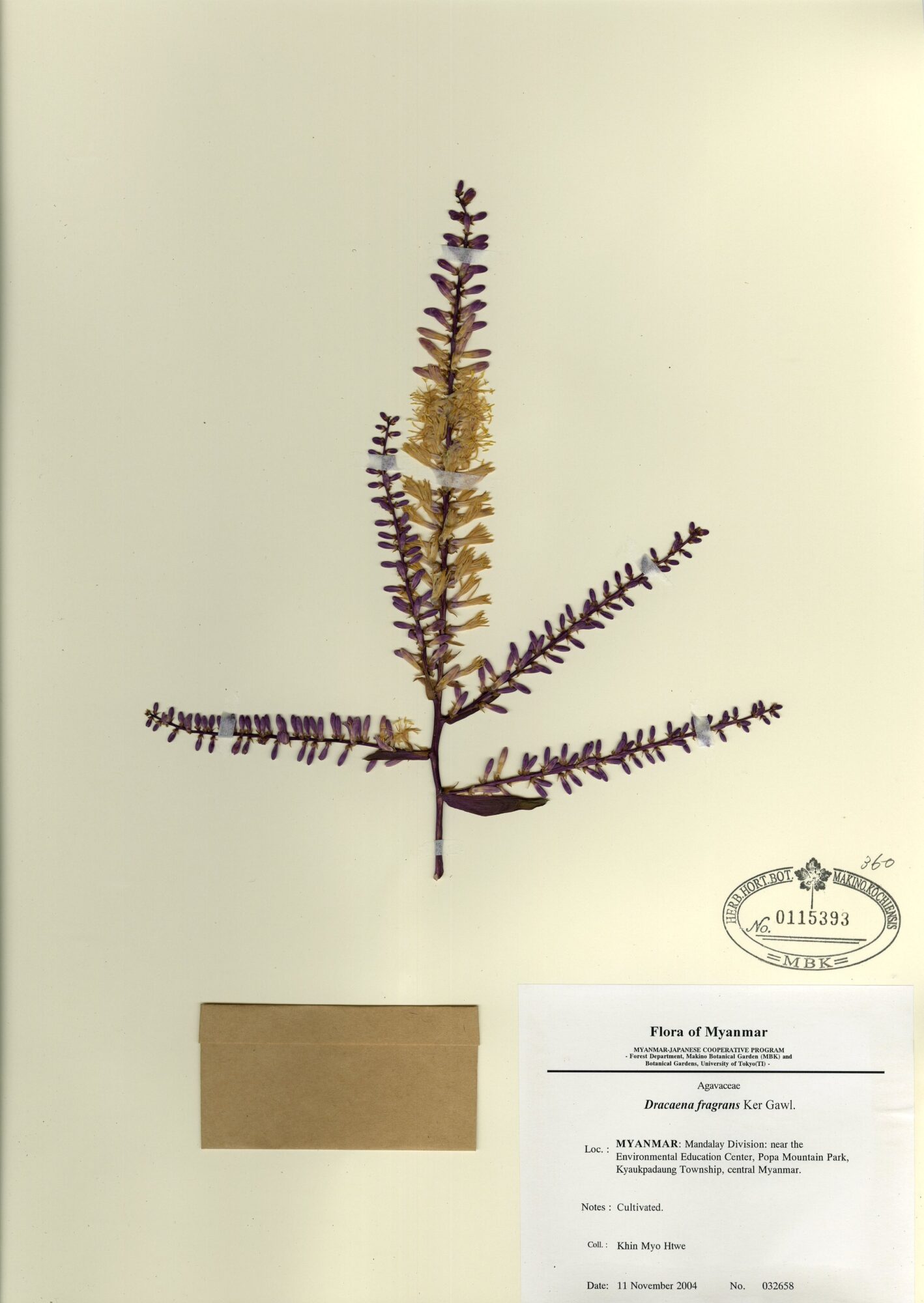 Dracaena fragrans Ker Gawl. | Myanmar Vascular Plants Database