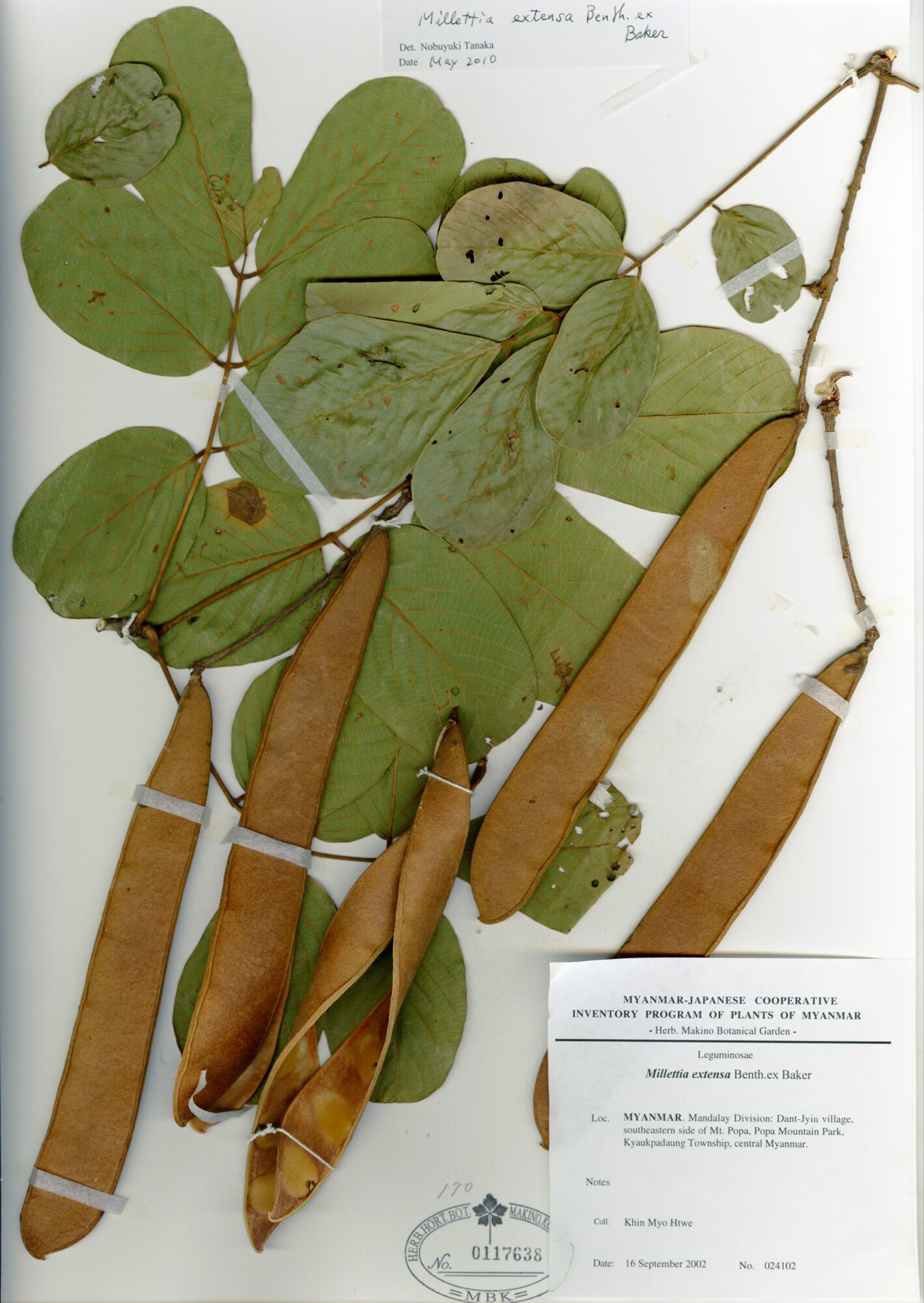 Millettia extensa Benth. ex Baker | Myanmar Vascular Plants Database