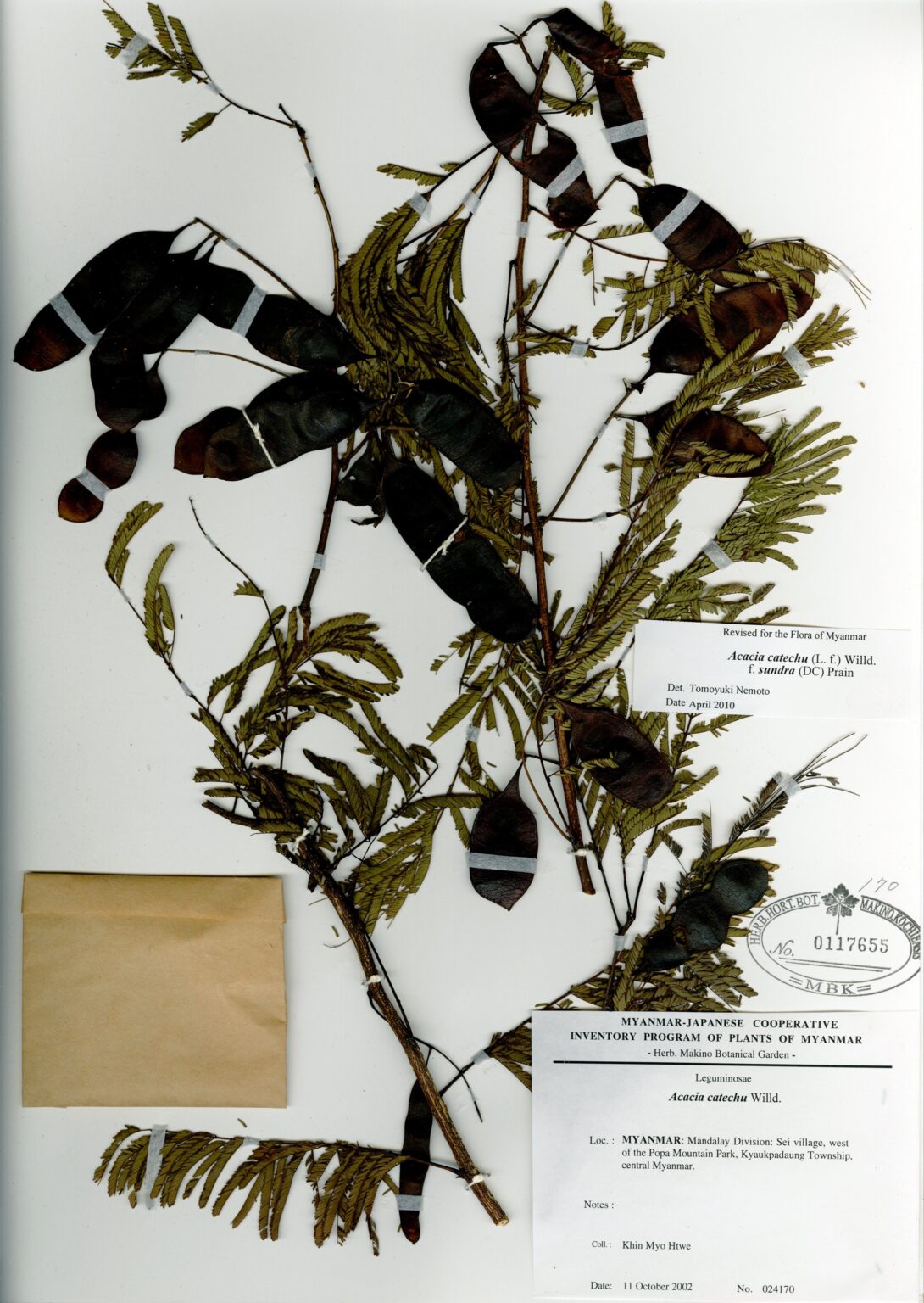 Acacia catechu (L. f.) Willd. | Myanmar Vascular Plants Database