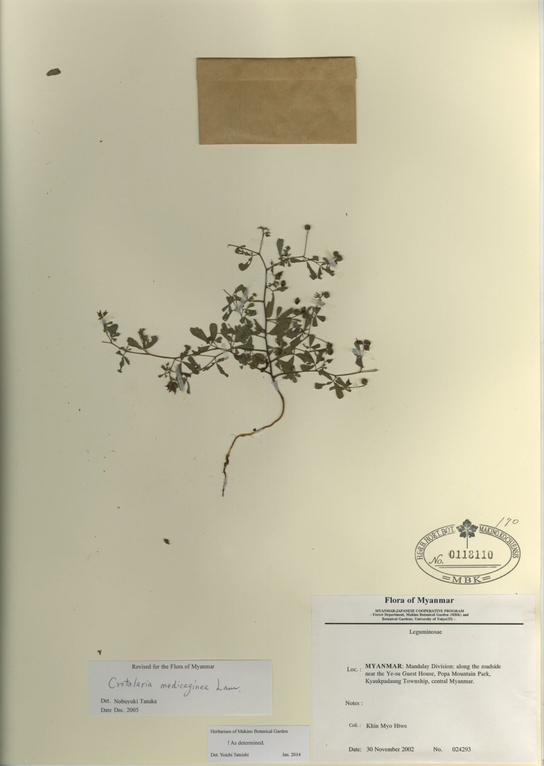 Crotalaria medicaginea Lam. | Myanmar Vascular Plants Database