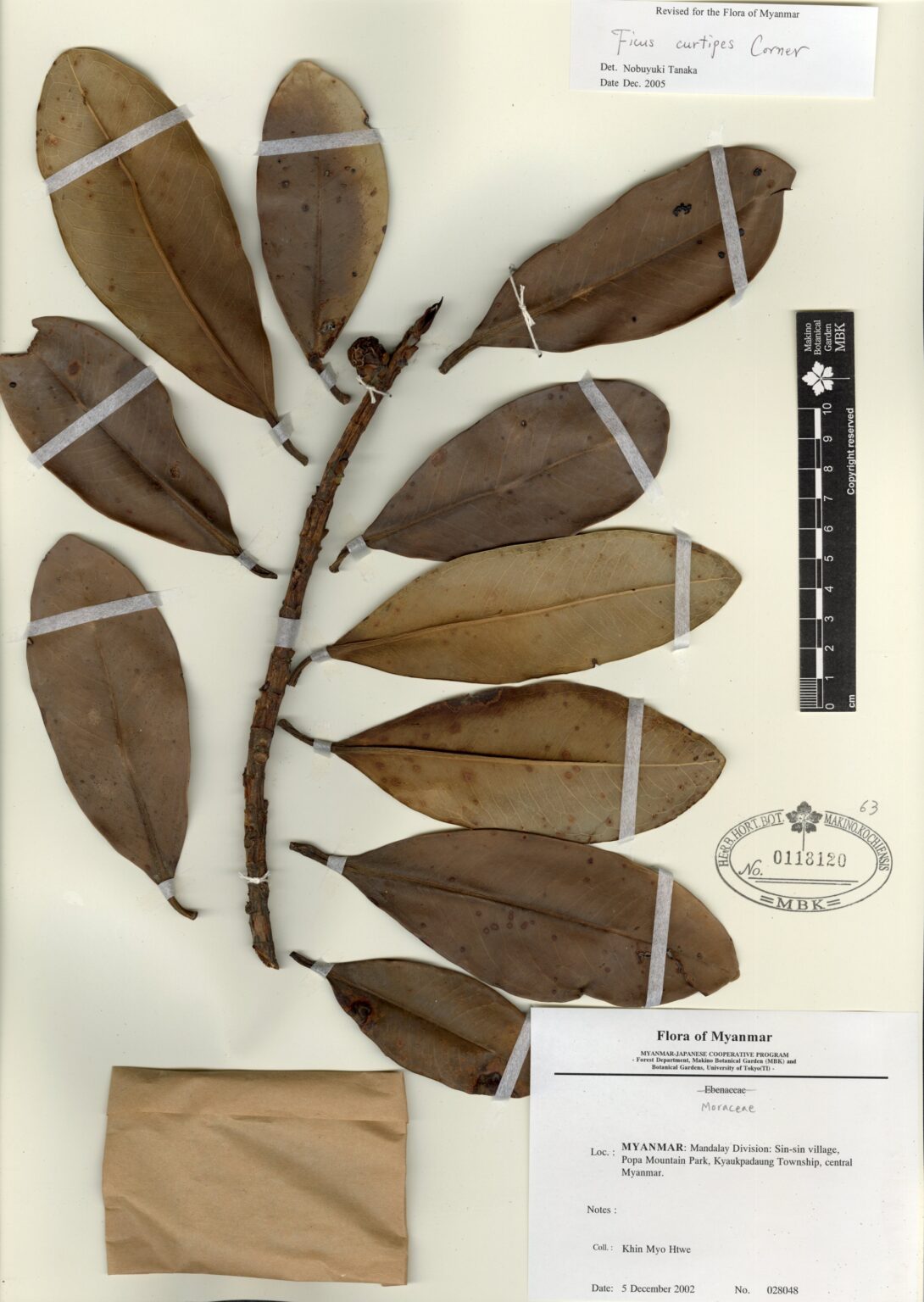 Ficus curtipes Corner | Myanmar Vascular Plants Database