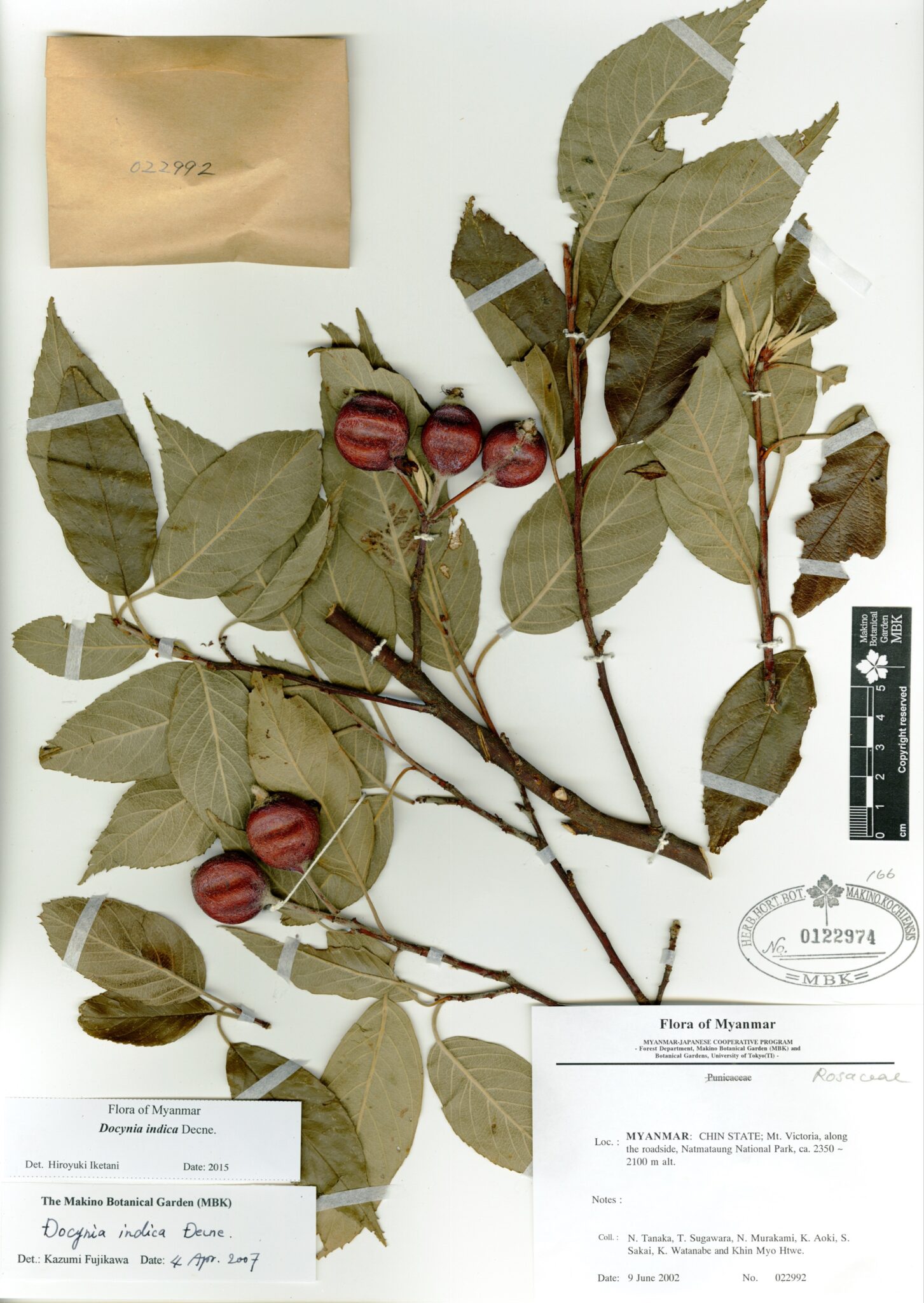 Docynia indica Decne. | Myanmar Vascular Plants Database