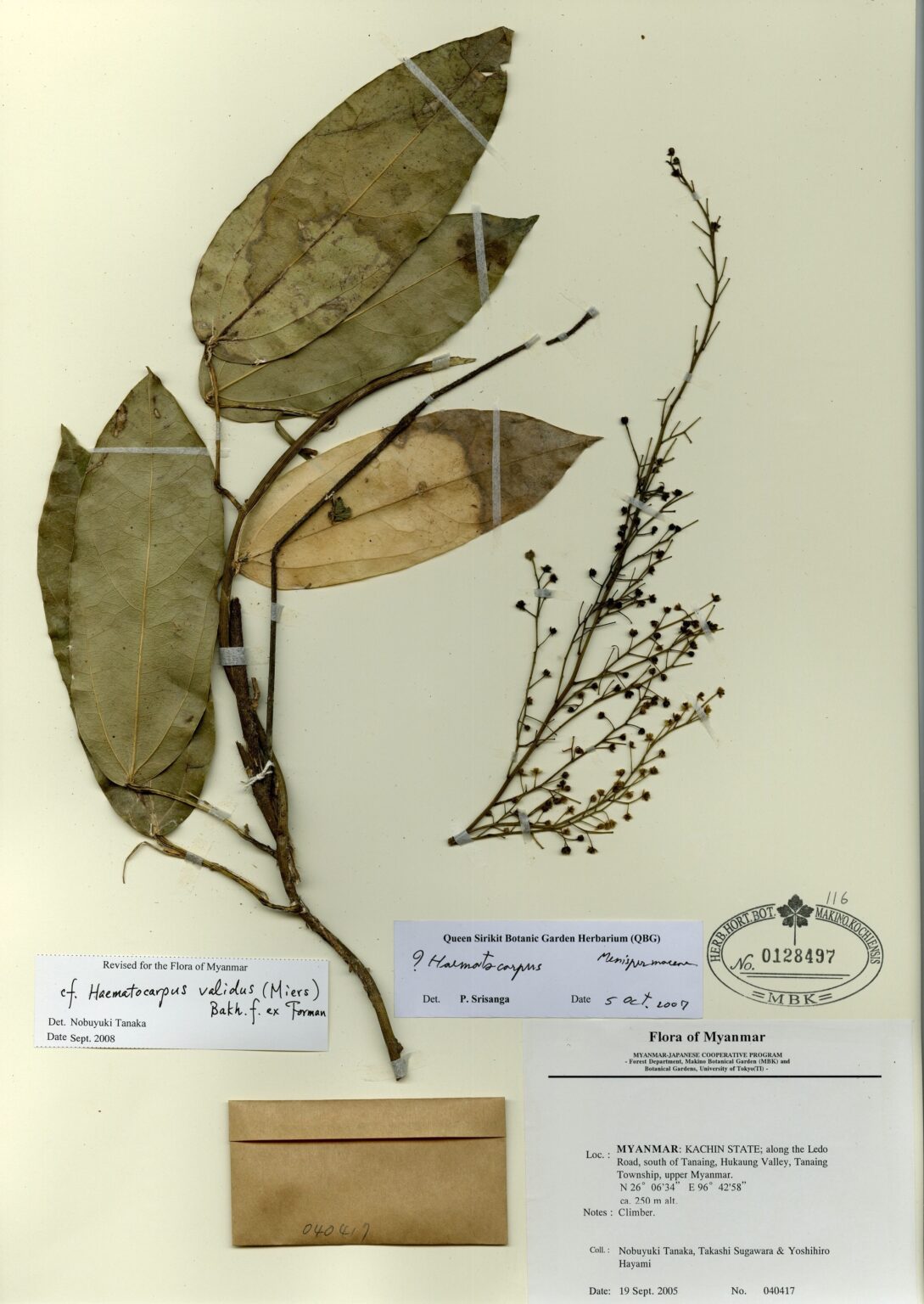 cf. Haematocarpus validus (Miers) Bakh. f. ex Forman | Myanmar Vascular ...