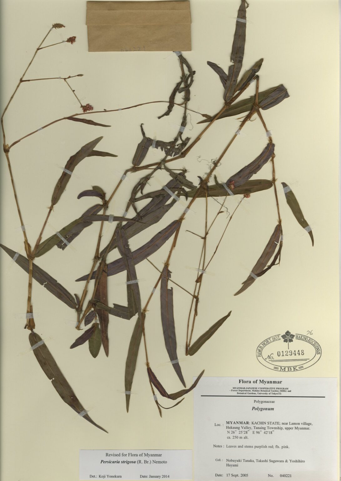 Persicaria strigosa (R. Br.) Nemoto | Myanmar Vascular Plants Database