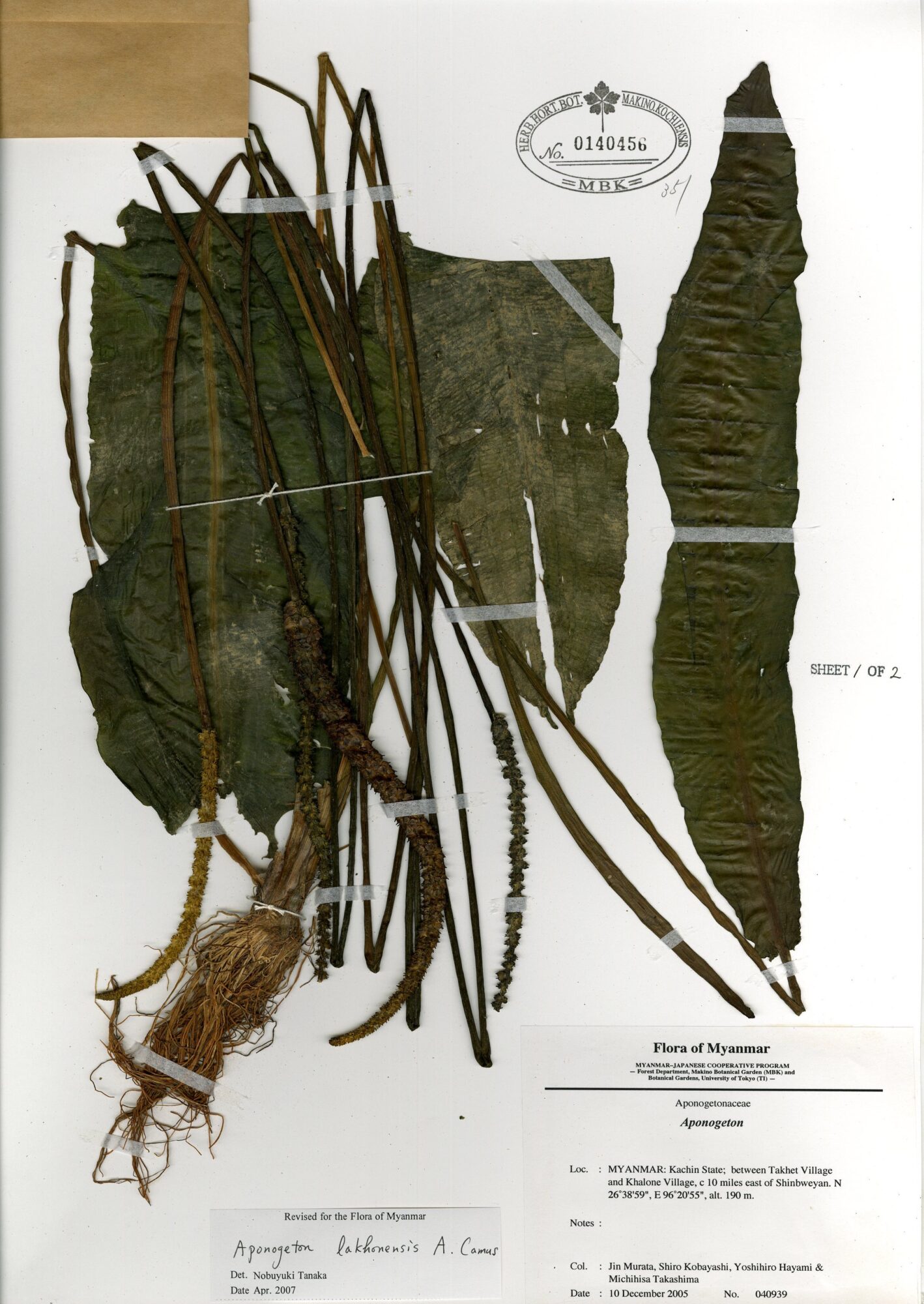 Aponogeton lakhonensis A. Camus | Myanmar Vascular Plants Database