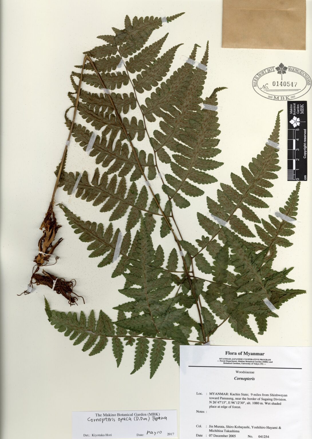Cornopteris opaca (D.Don) Tagawa | Myanmar Vascular Plants Database