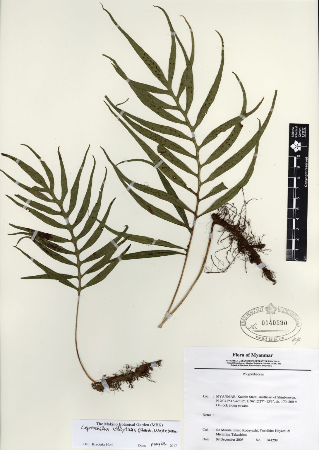 Leptochilus ellipticus (Thunb.) Nooteboom | Myanmar Vascular Plants ...