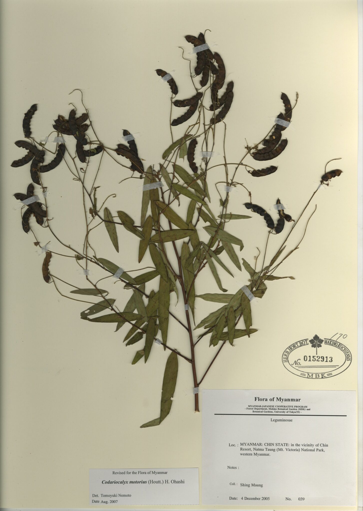 Codariocalyx motorius (Houtt.) H. Ohashi | Myanmar Vascular Plants Database