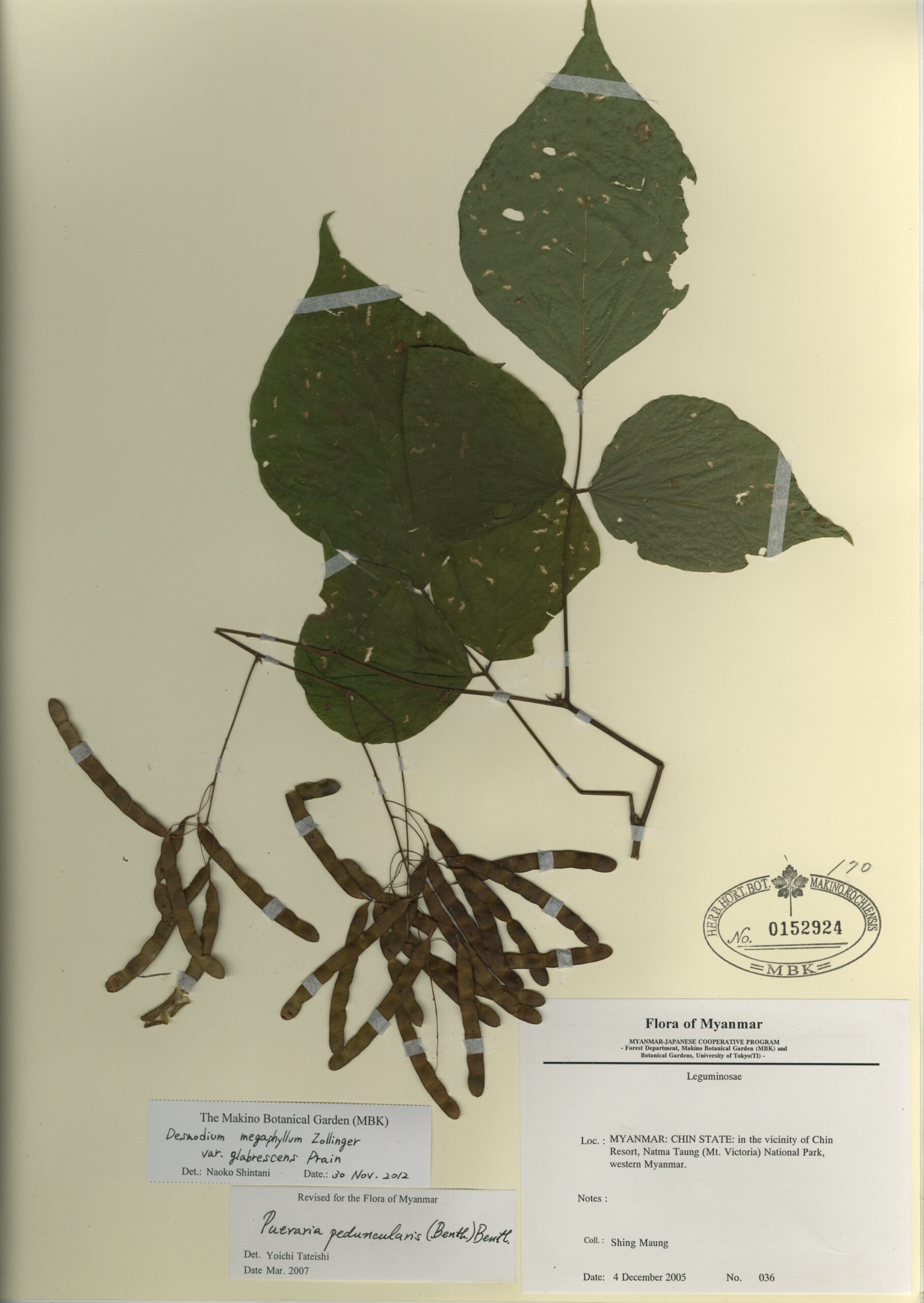 Ototropis megaphylla (Zoll. & Moritzi) H.Ohashi & K.Ohashi var ...