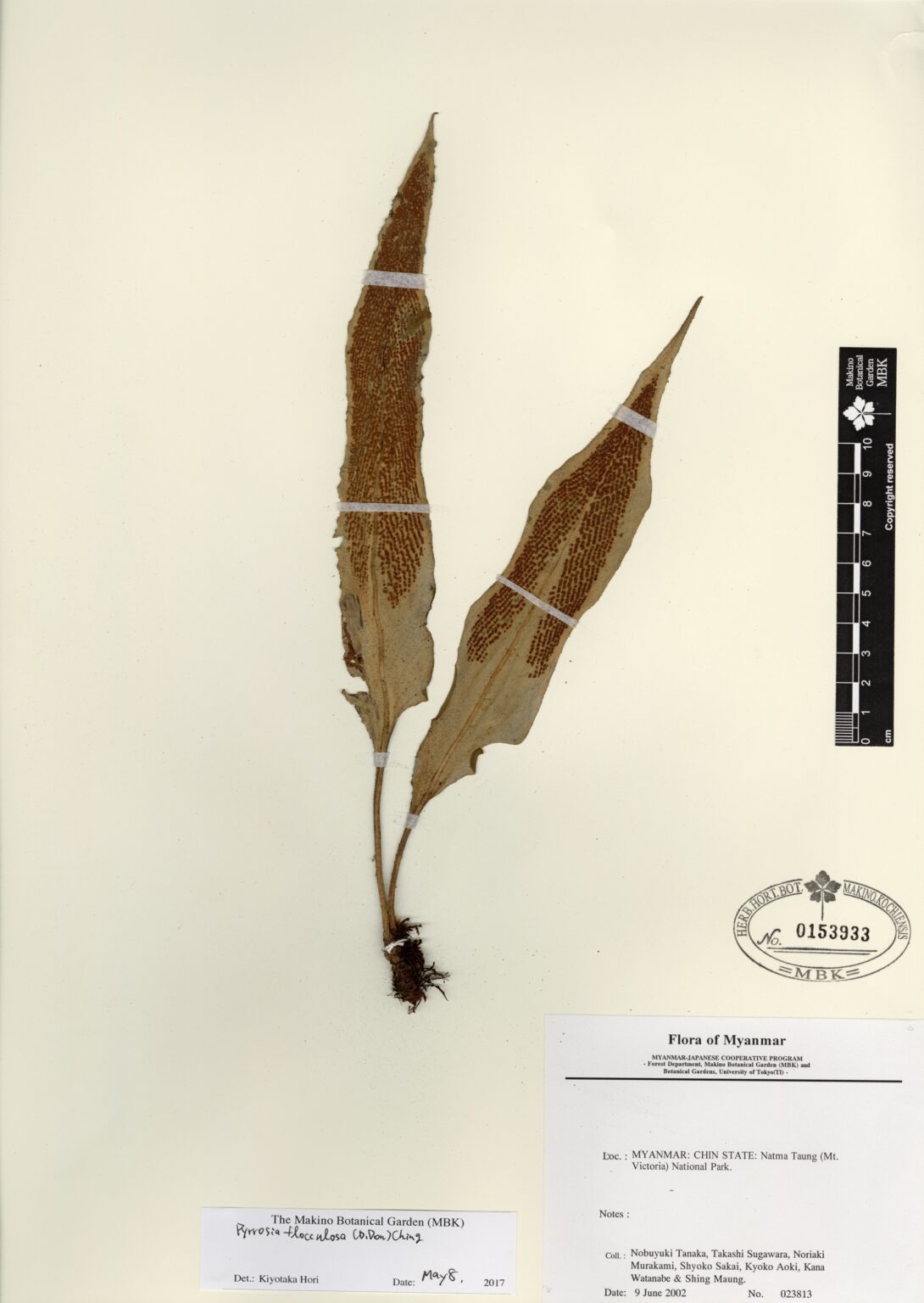 Pyrrosia flocculosa (D.Don) Ching | Myanmar Vascular Plants Database