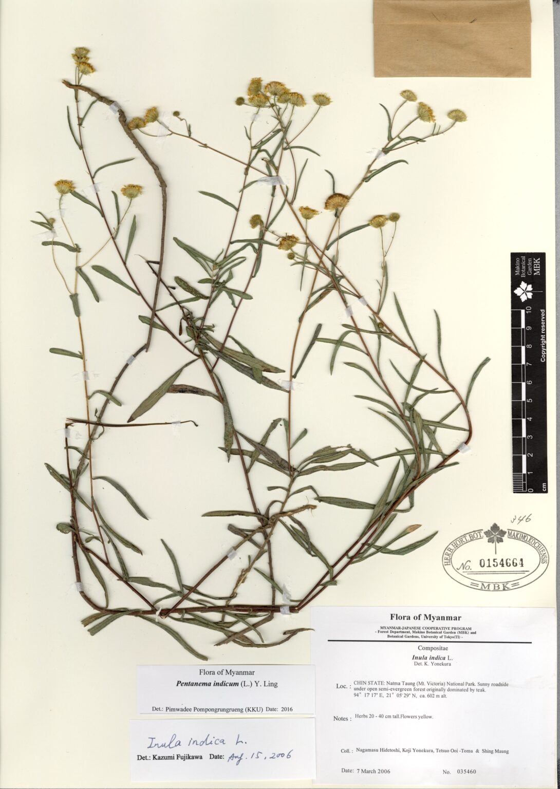 Pentanema indicum (L.) Y. Ling | Myanmar Vascular Plants Database