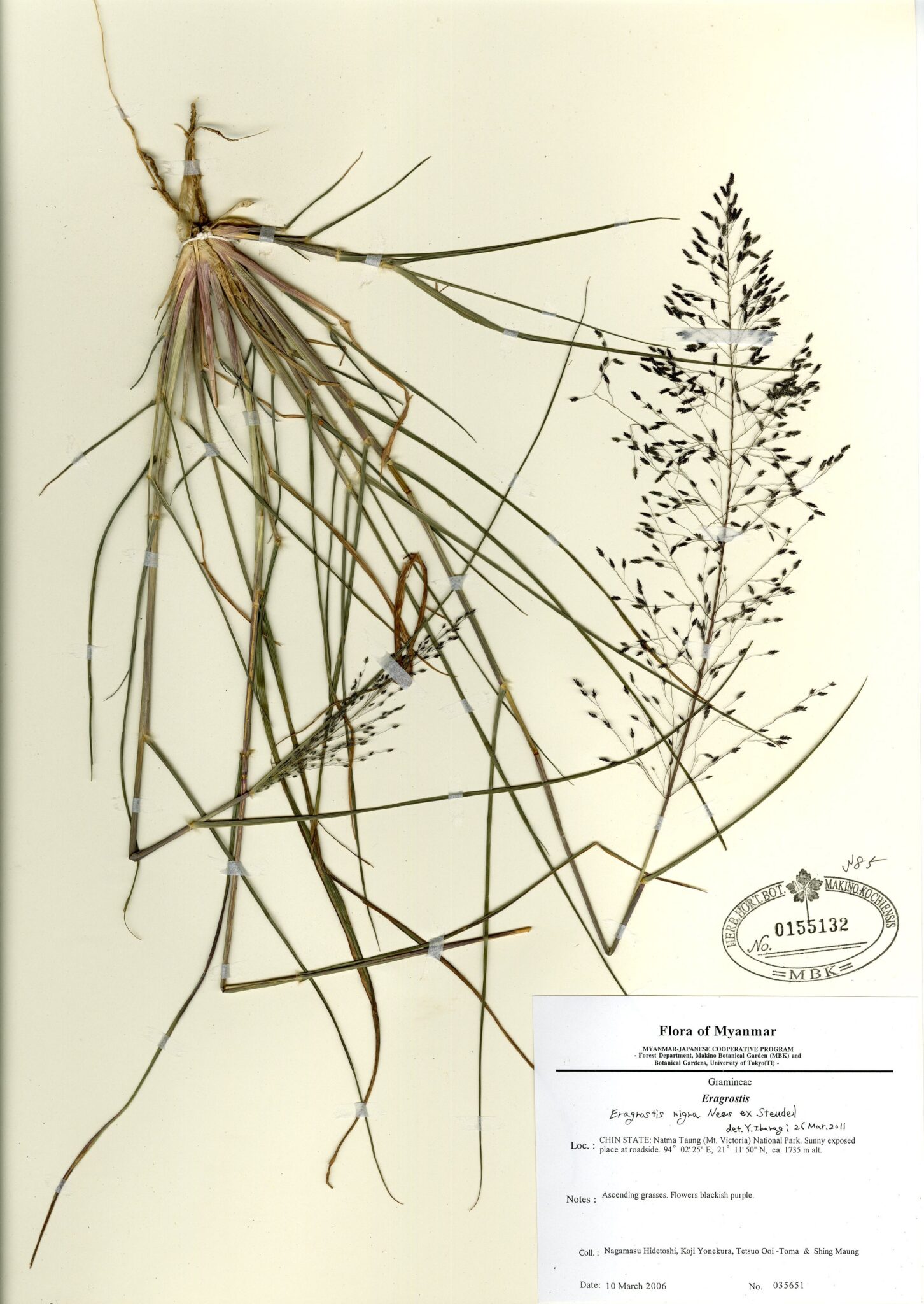 Eragrostis nigra Nees ex Steud. | Myanmar Vascular Plants Database