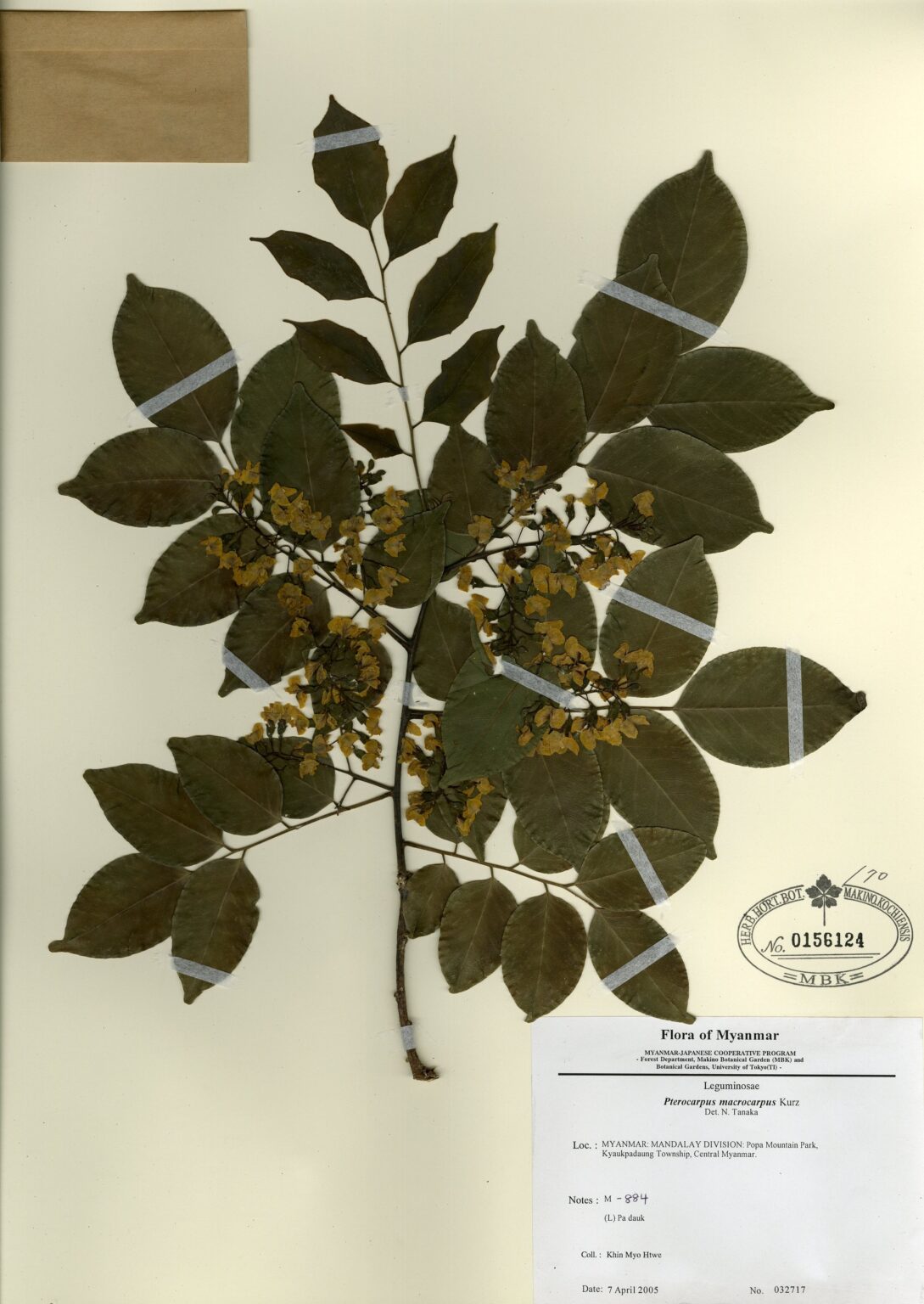 Pterocarpus macrocarpus Kurz | Myanmar Vascular Plants Database