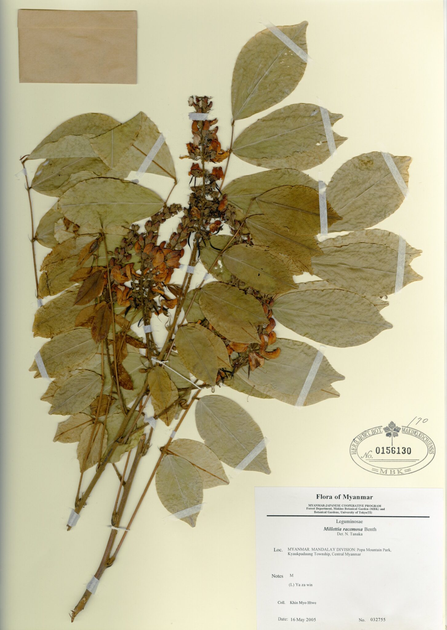 Endosamara racemosa (Roxb.) R. Geesink | Myanmar Vascular Plants Database