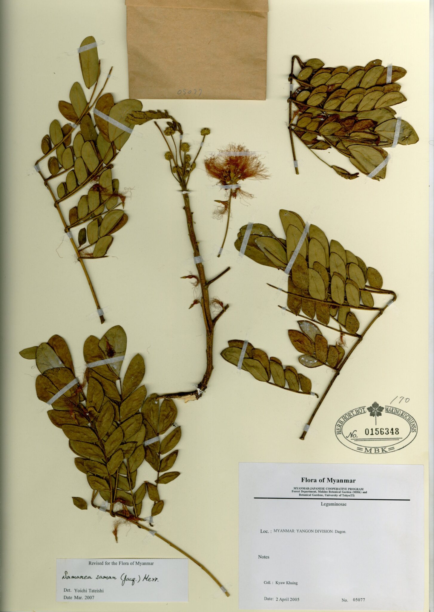 Samanea saman (Jacq.) Merr. | Myanmar Vascular Plants Database