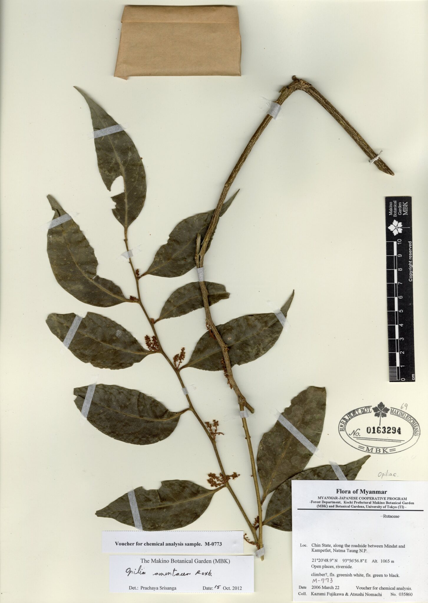 Opilia amentacea Roxb. | Myanmar Vascular Plants Database