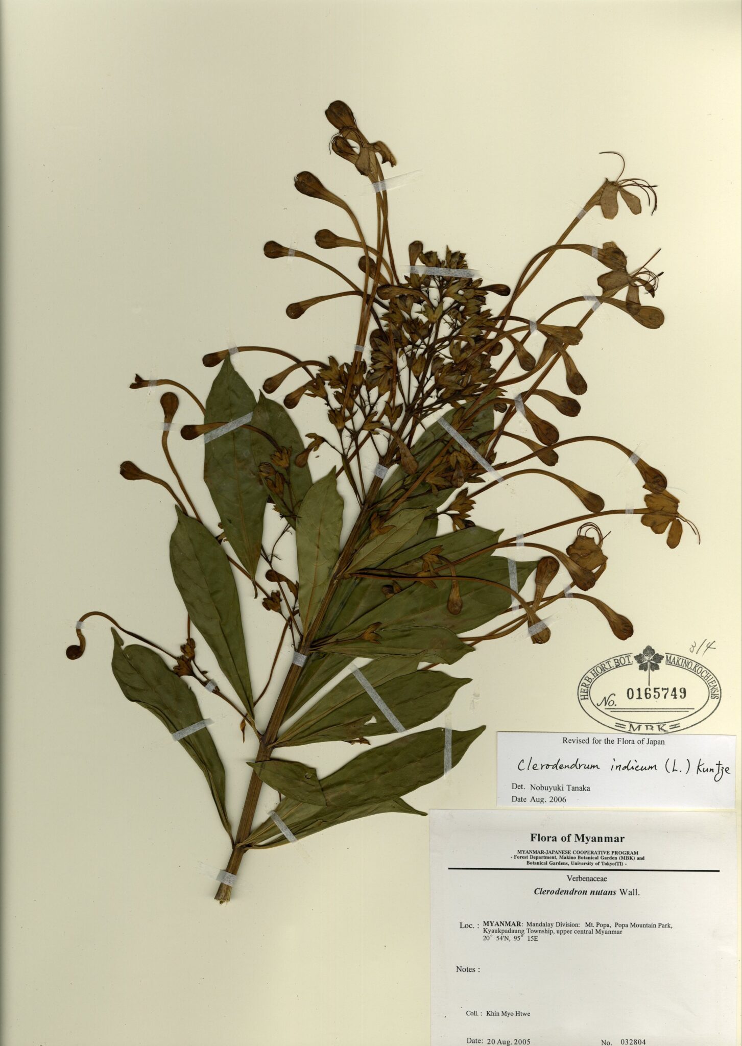 Clerodendrum indicum (L.) Kuntze | Myanmar Vascular Plants Database