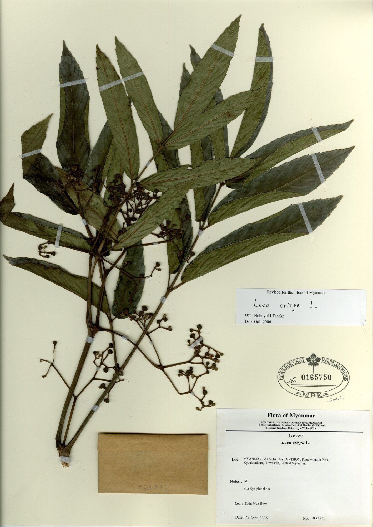 Leea asiatica (L.) Ridsdale | Myanmar Vascular Plants Database