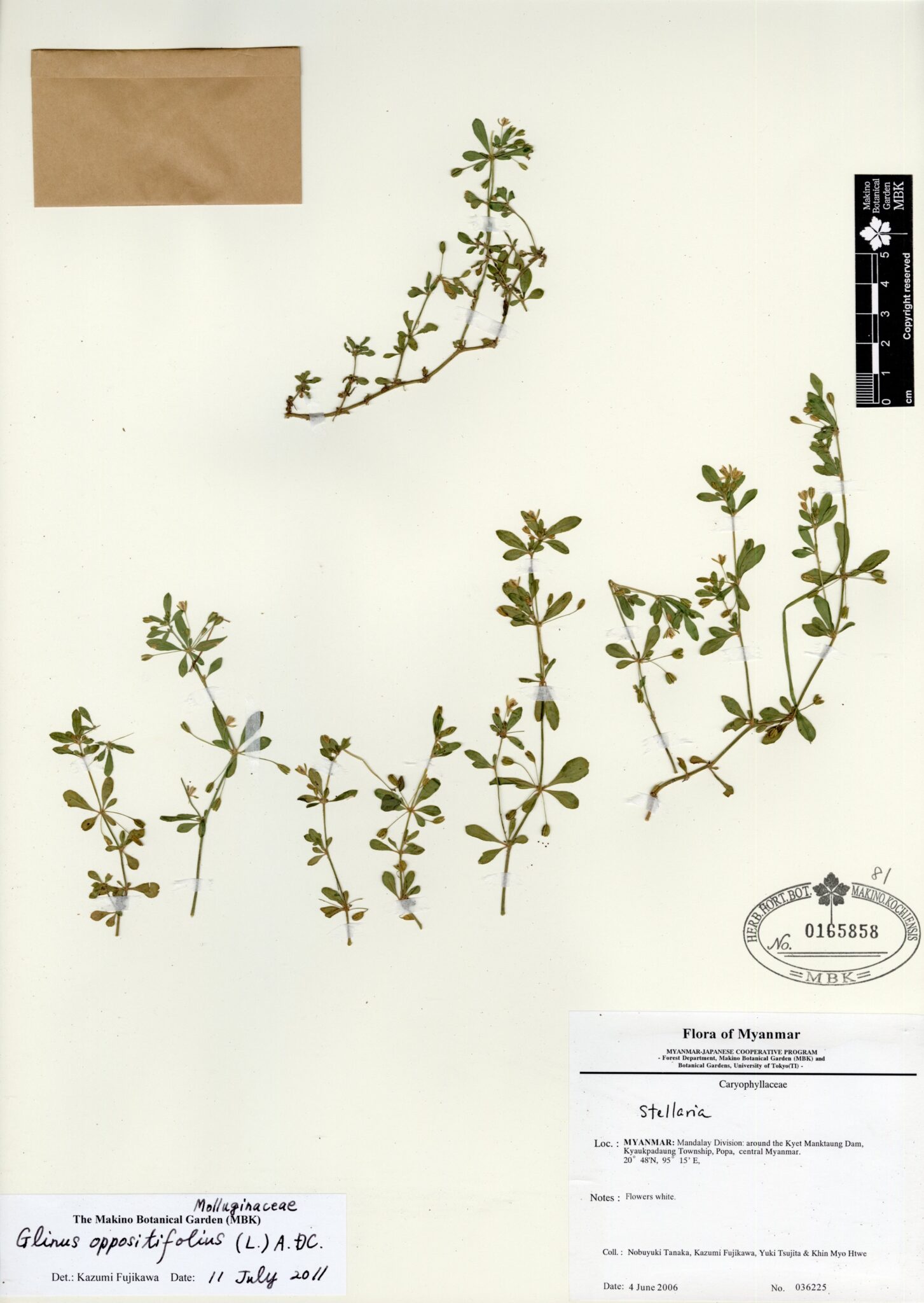 Glinus oppositifolius (L.) A. DC. | Myanmar Vascular Plants Database