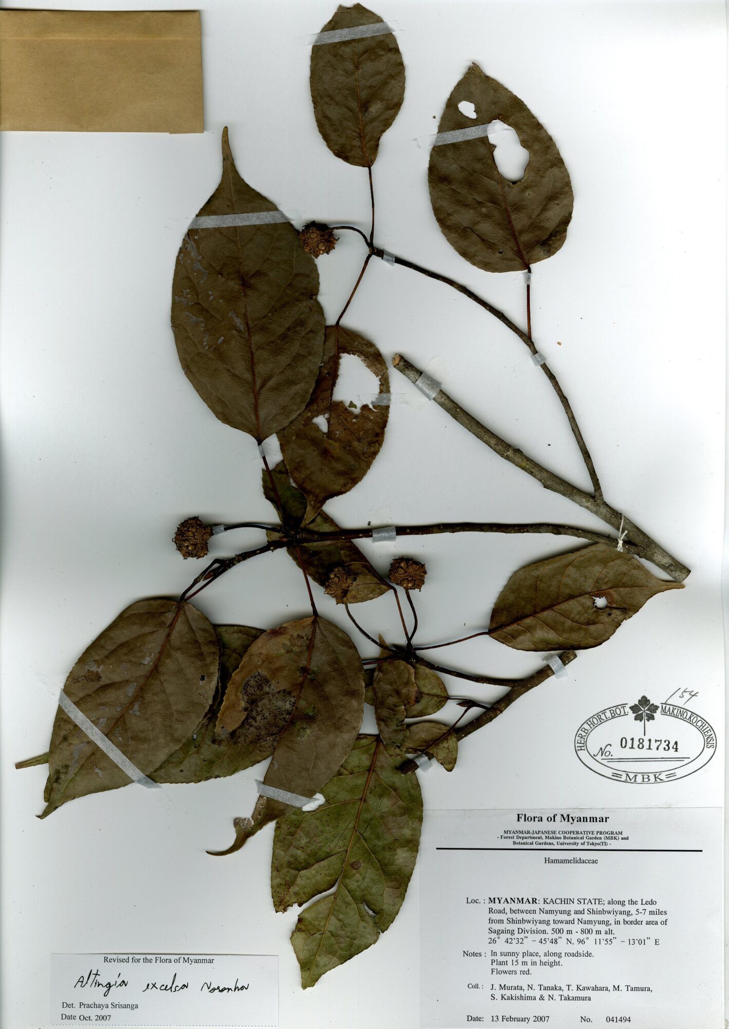 Altingia excelsa Noronha | Myanmar Vascular Plants Database