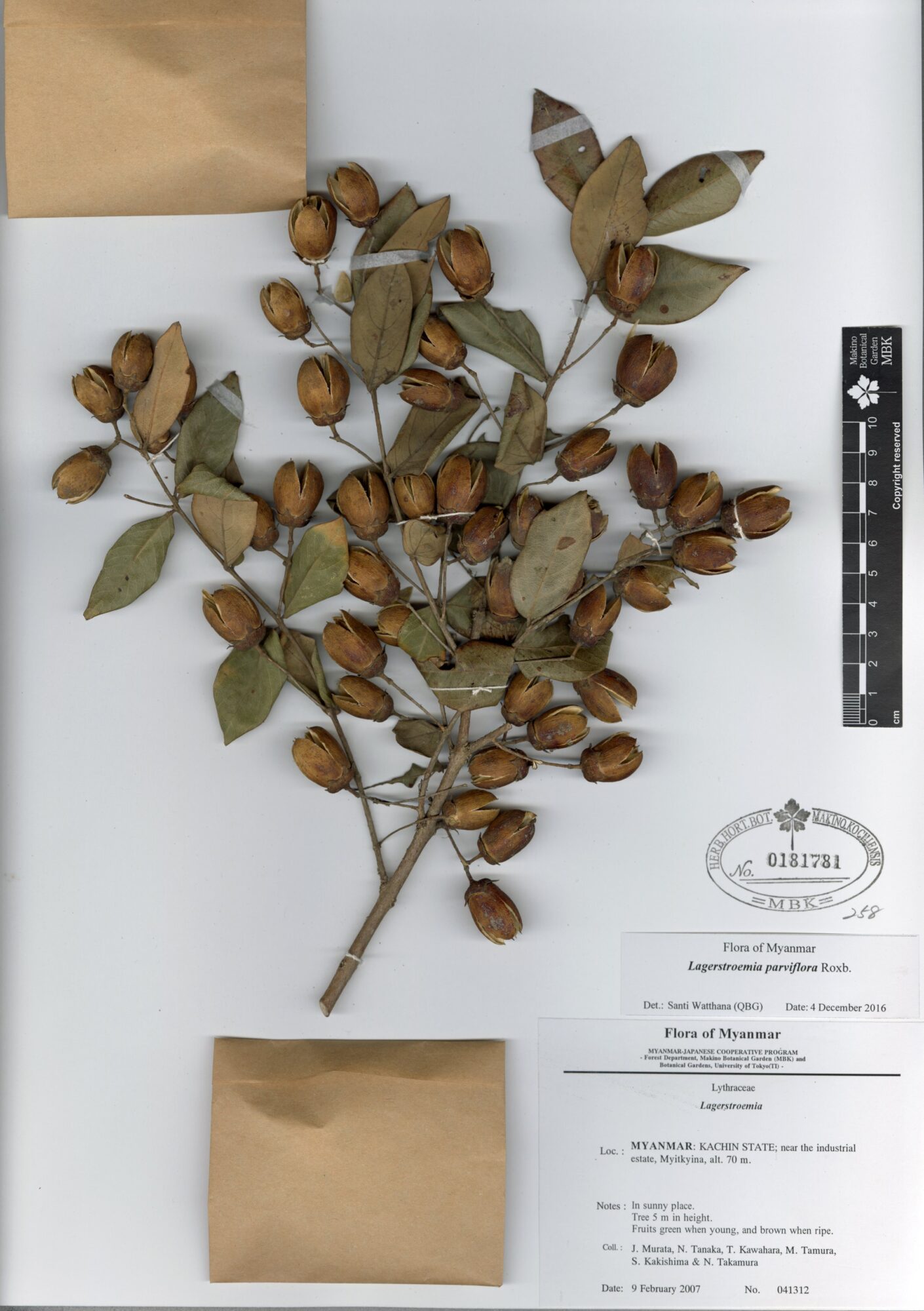 Lagerstroemia parviflora Roxb. | Myanmar Vascular Plants Database