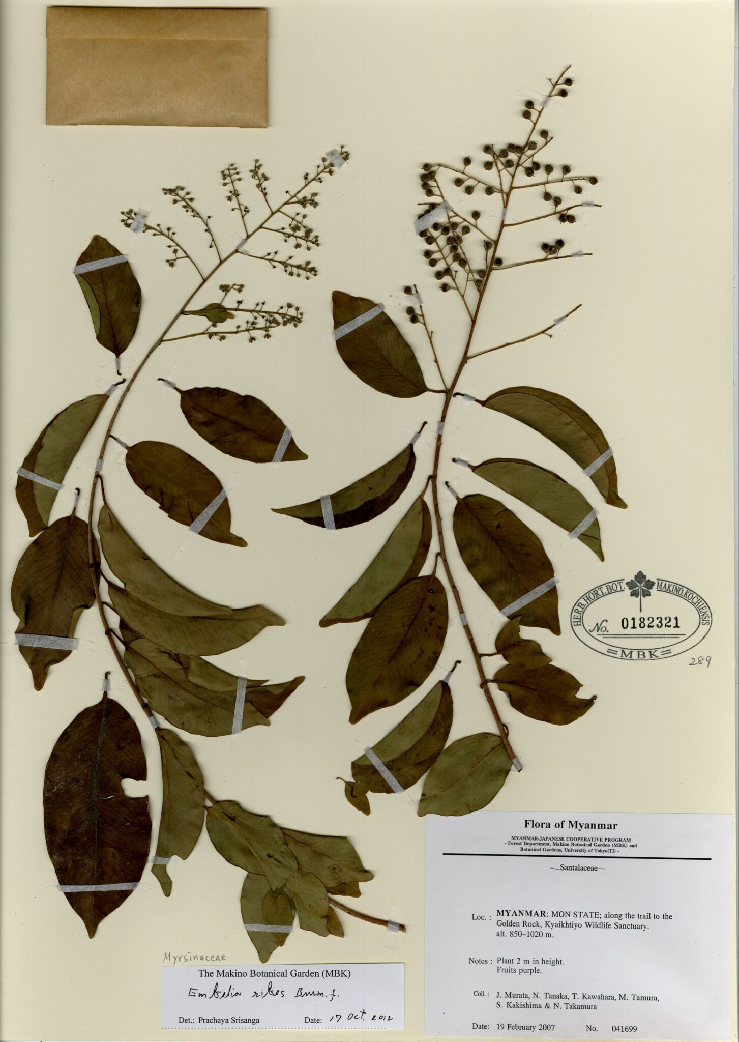 Embelia ribes Burm. f. | Myanmar Vascular Plants Database